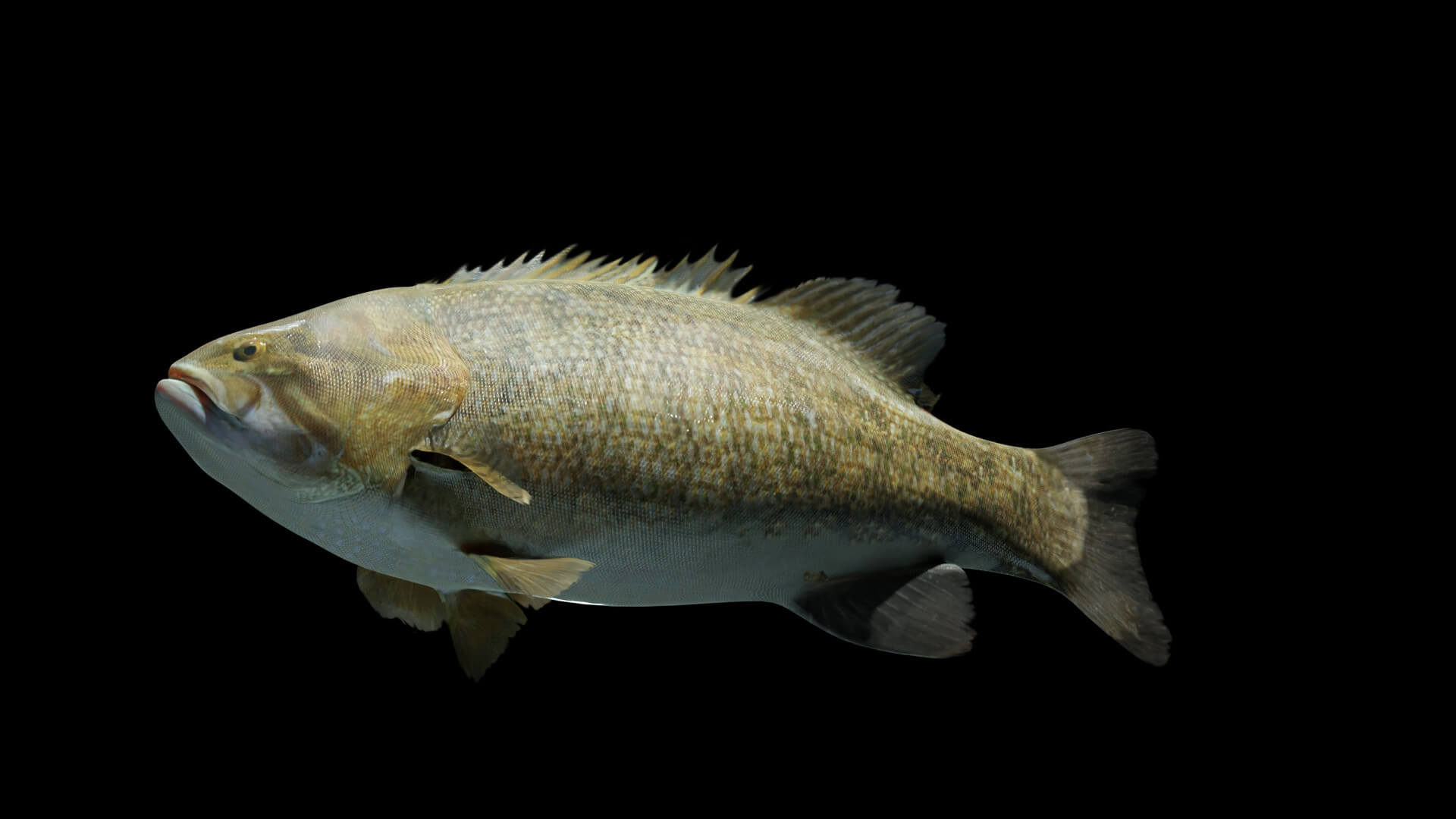 Animated Smallmouth Bass - 3D Model by Pig Scales Studio