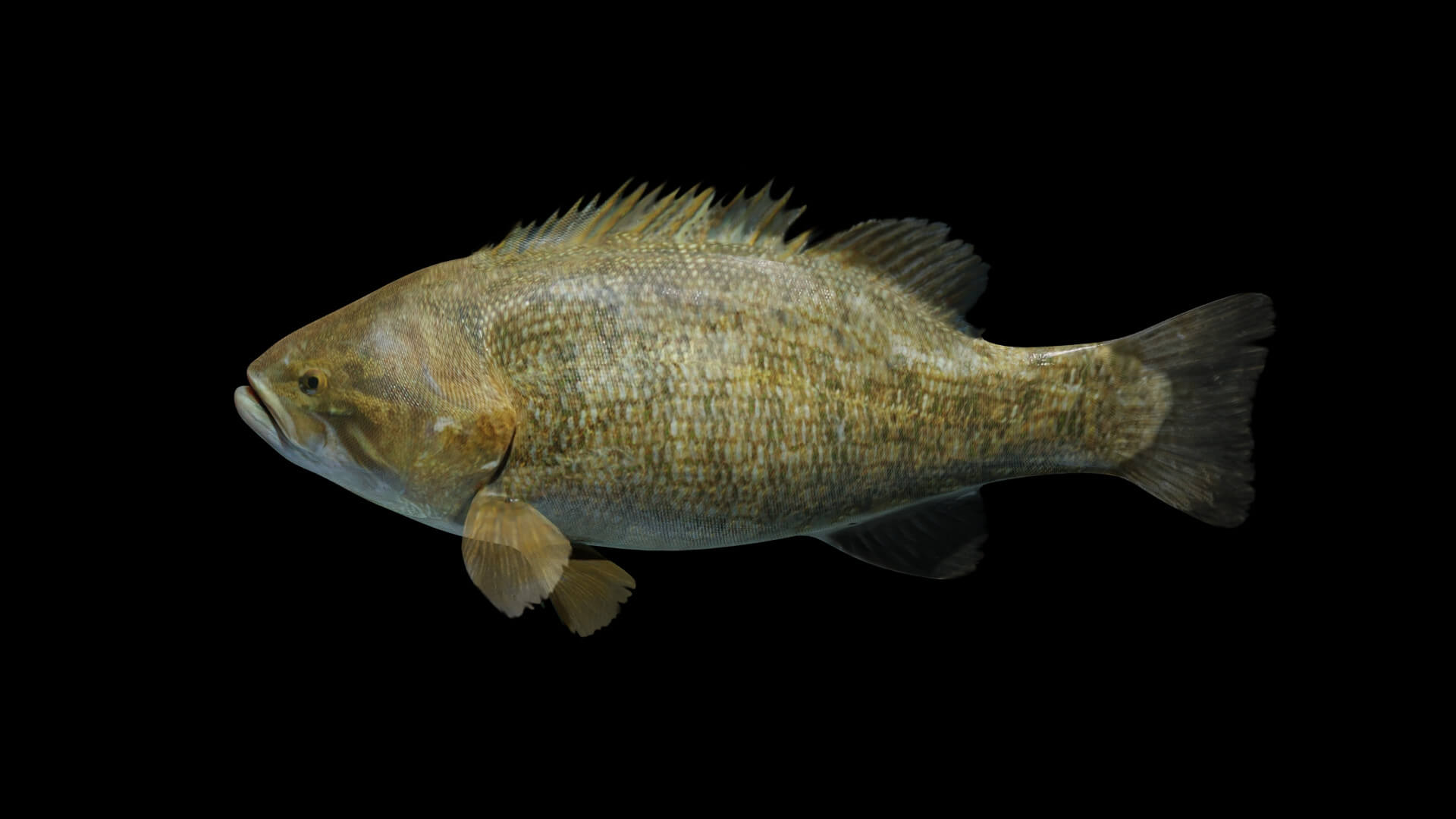 Animated Smallmouth Bass - 3D Model by Pig Scales Studio