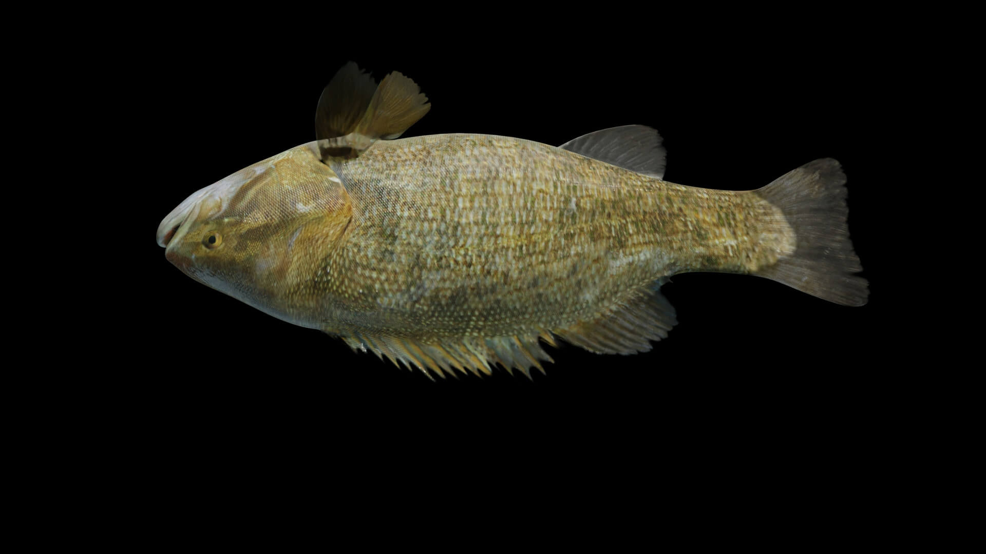 Animated Smallmouth Bass - 3D Model by Pig Scales Studio