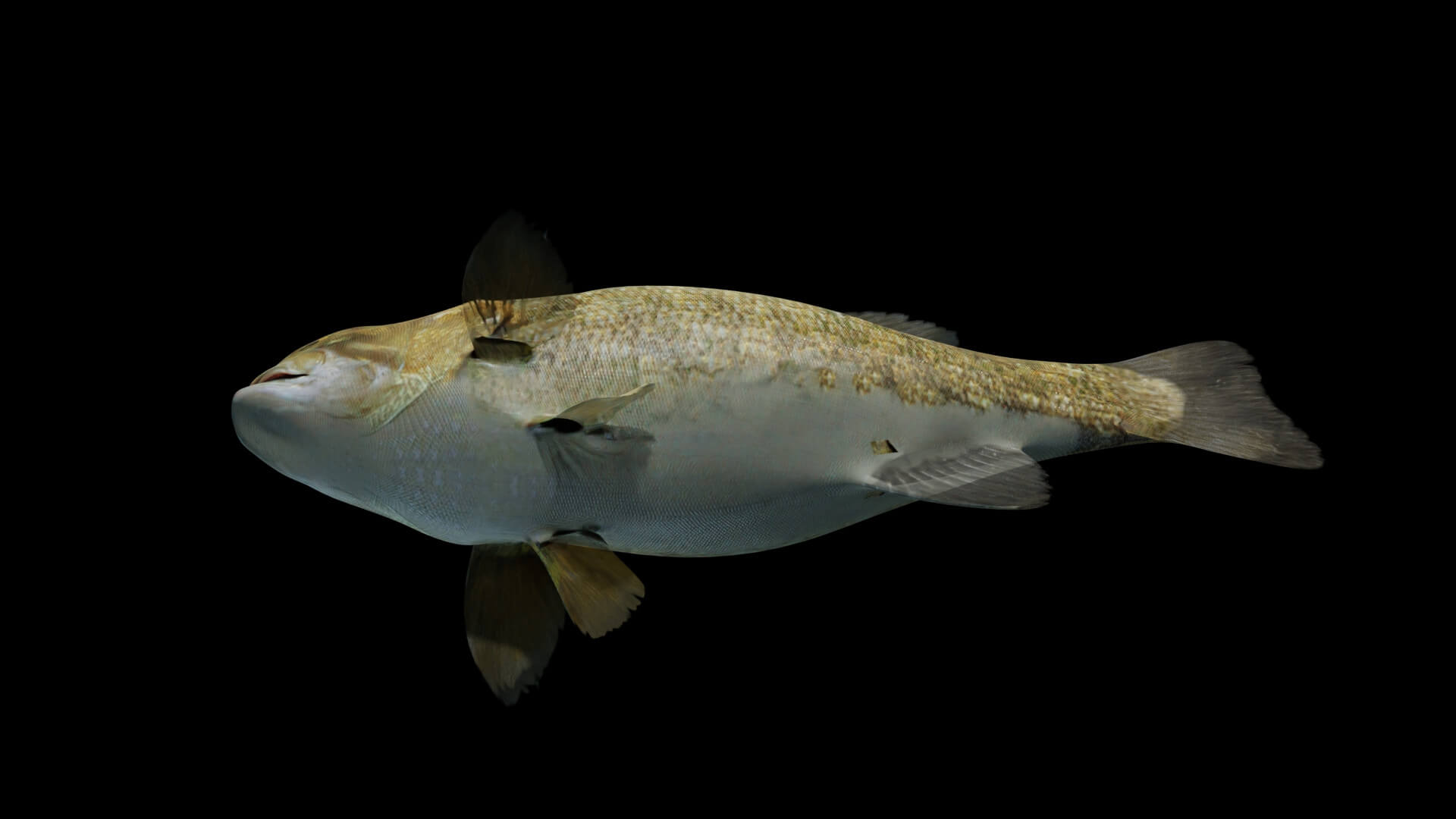 Animated Smallmouth Bass - 3D Model by Pig Scales Studio