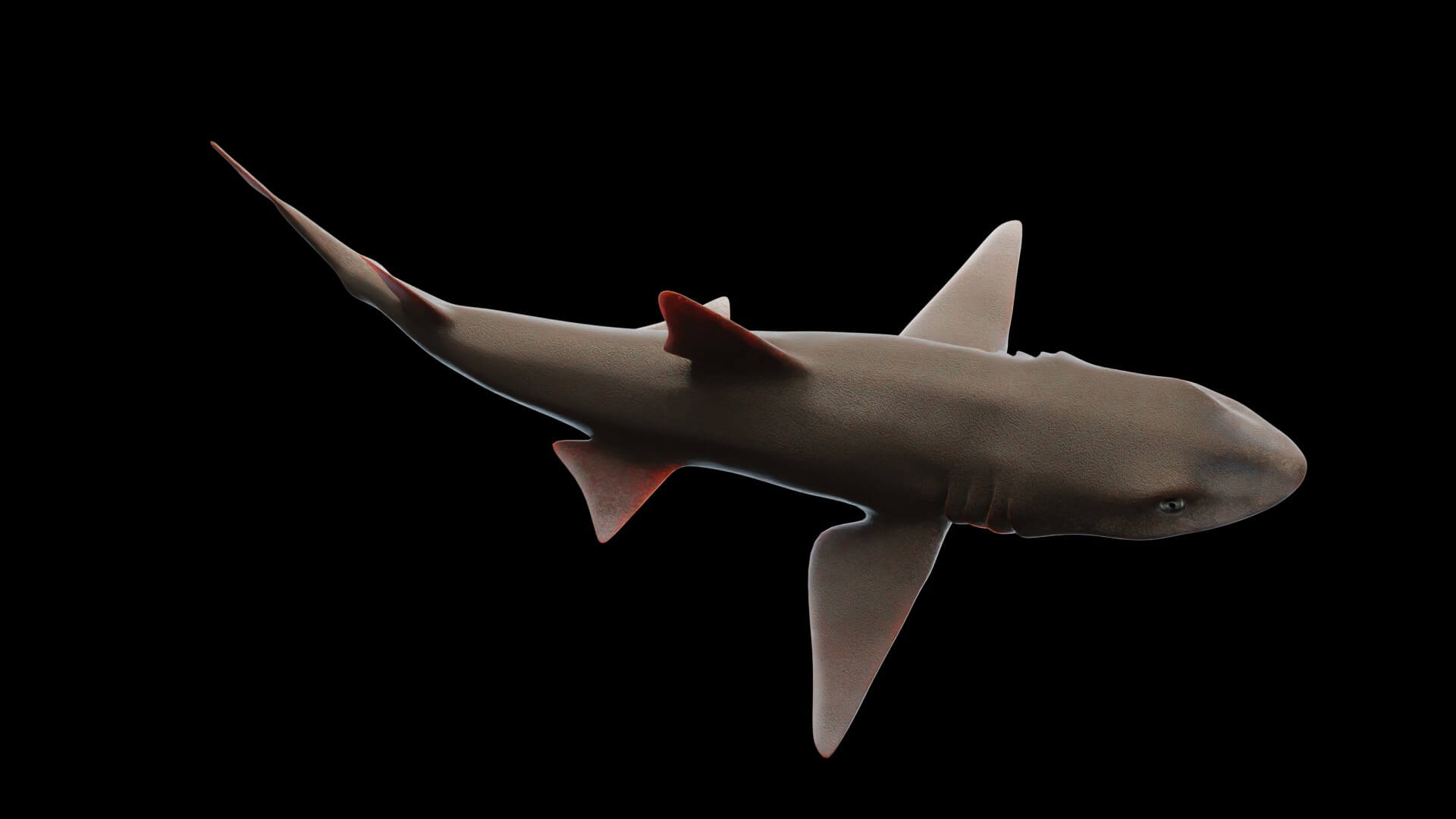 Animated Smoothhound Shark - 3D Model by Pig Scales Studio
