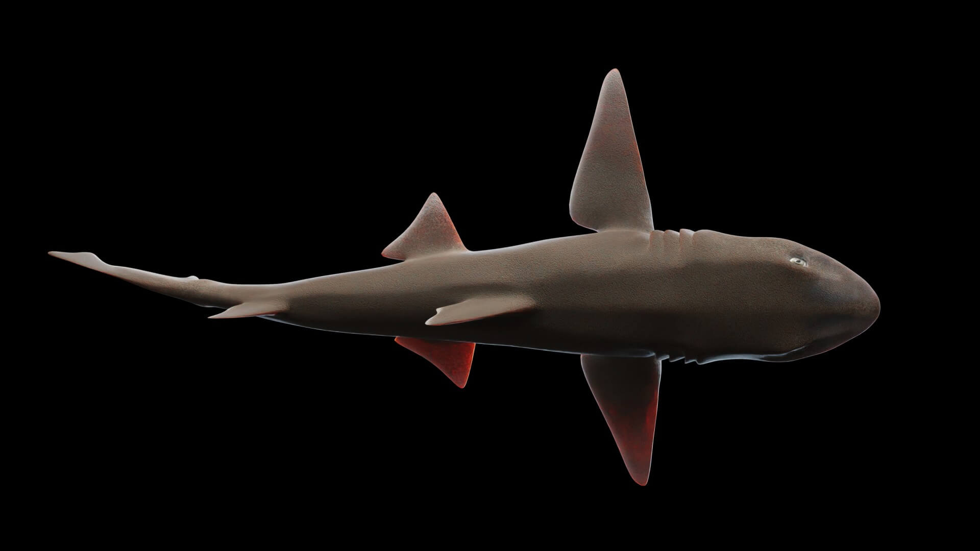 Animated Smoothhound Shark - 3D Model by Pig Scales Studio