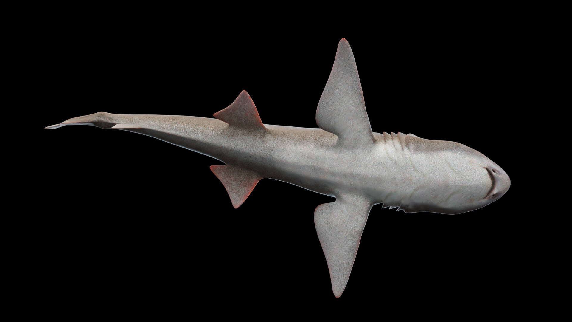 Animated Smoothhound Shark - 3D Model by Pig Scales Studio