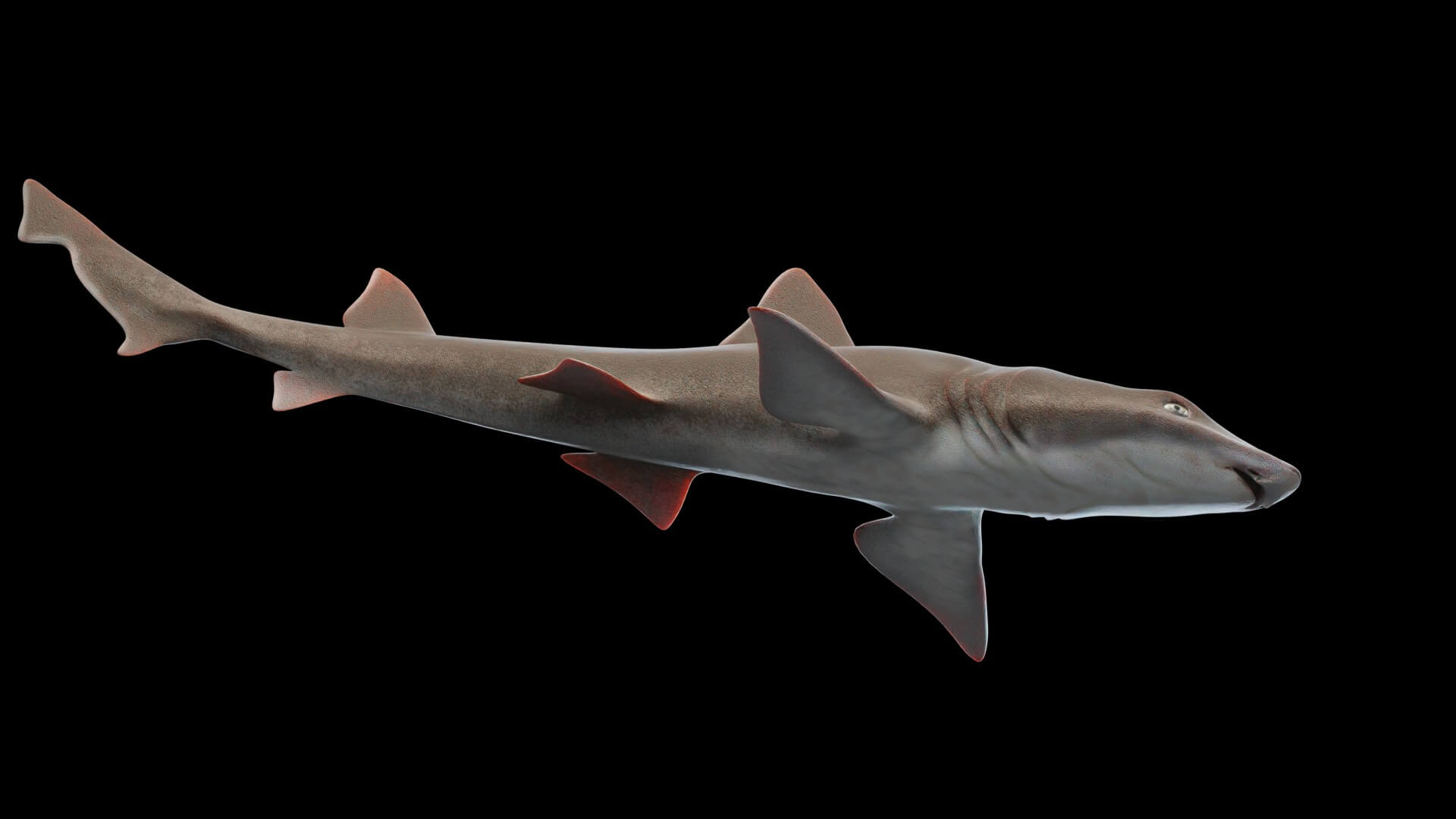 Animated Smoothhound Shark - 3D Model by Pig Scales Studio