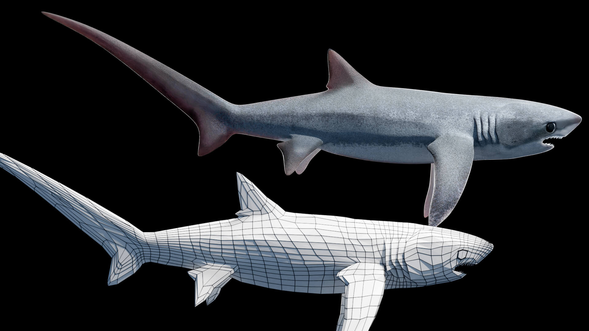 Animated Thresher Shark - Free 3D Model by Pig Scales Studio