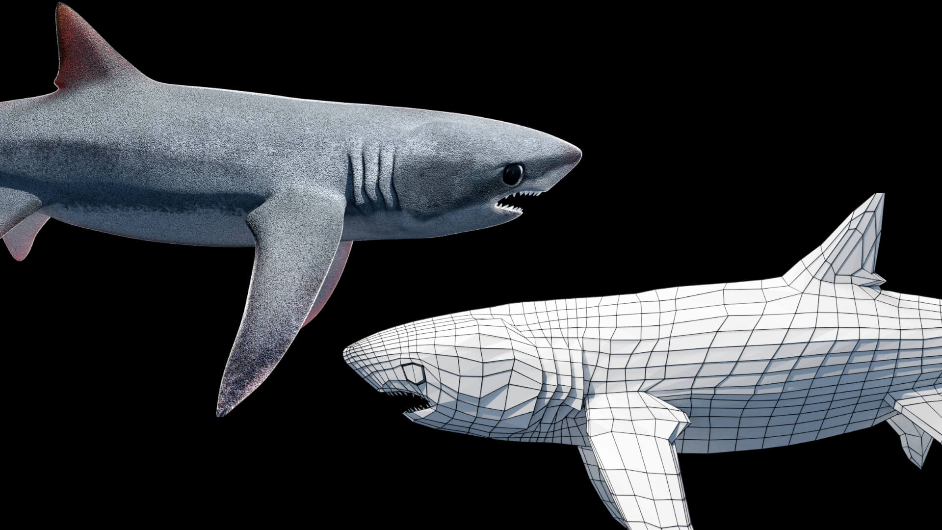 Animated Thresher Shark - Free 3D Model by Pig Scales Studio