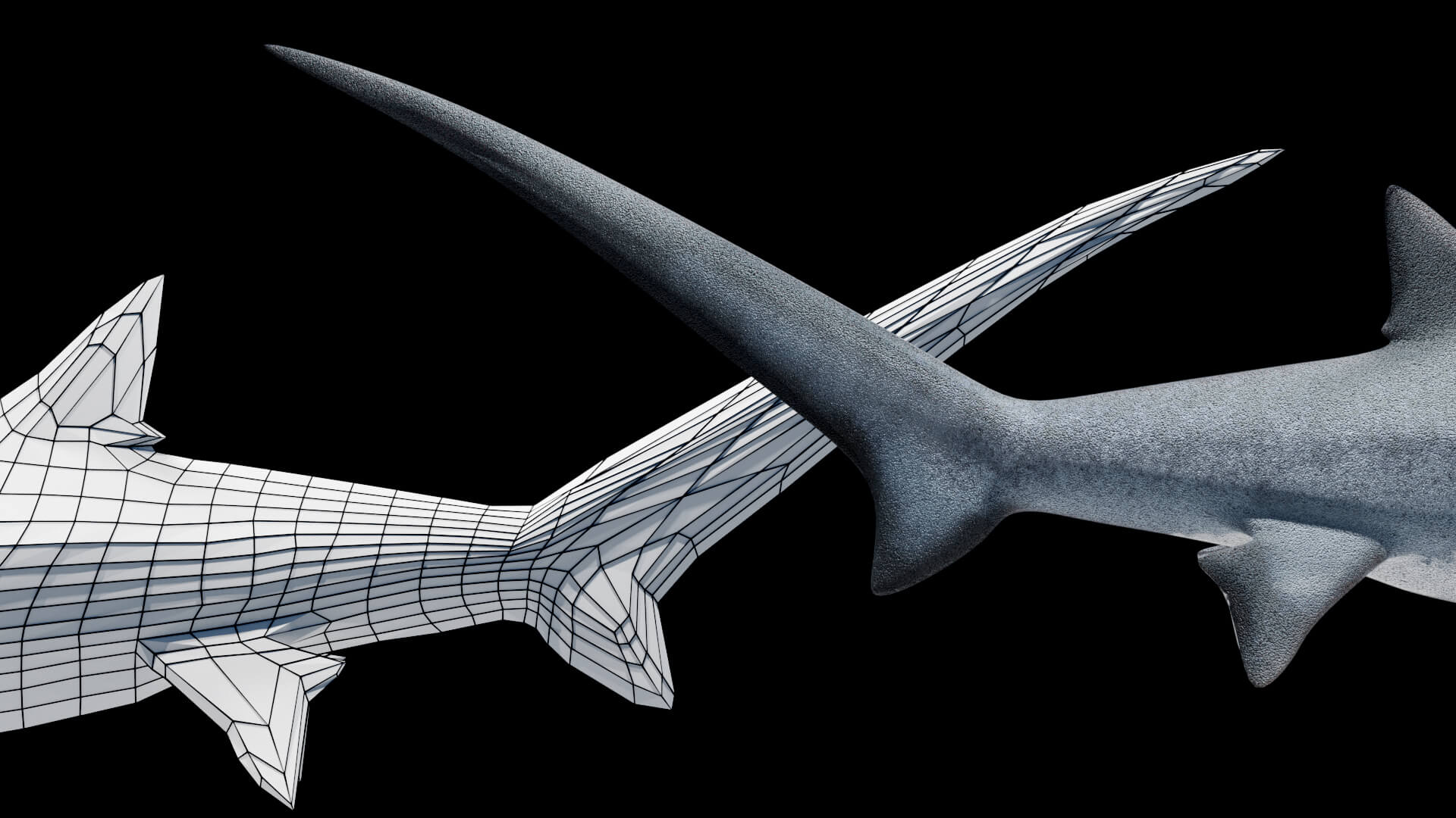 Animated Thresher Shark - Free 3D Model by Pig Scales Studio