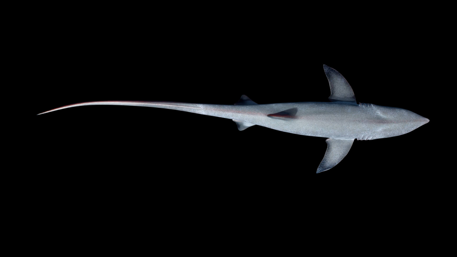 Animated Thresher Shark - Free 3D Model by Pig Scales Studio