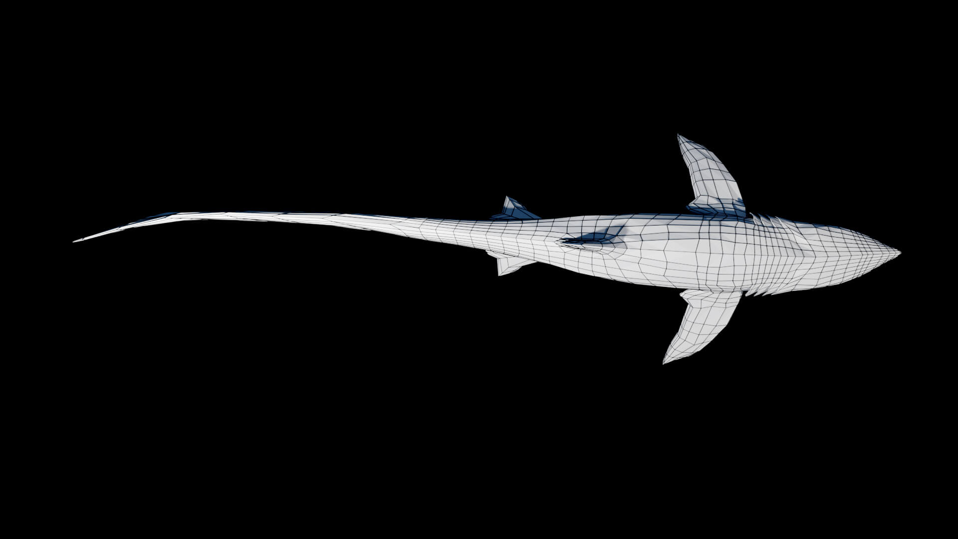Animated Thresher Shark - Free 3D Model by Pig Scales Studio