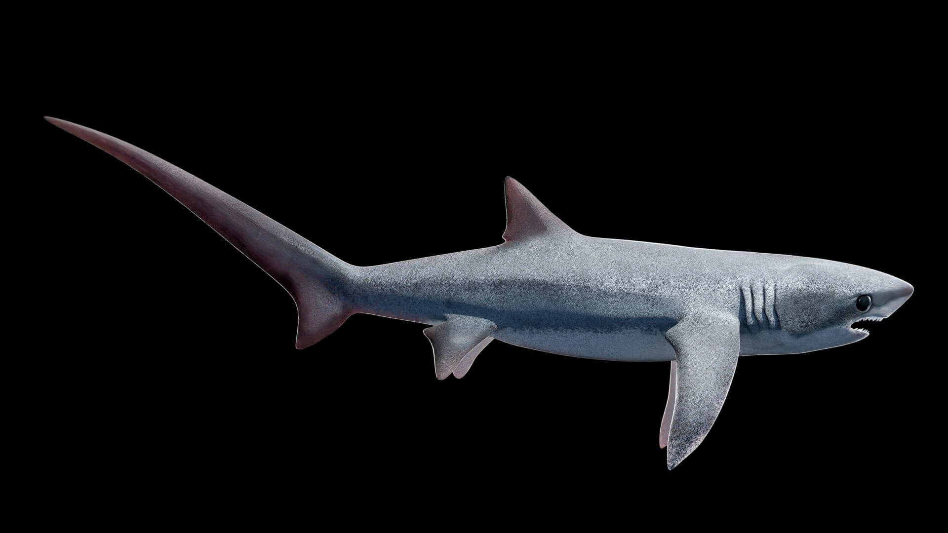 Animated Thresher Shark - Free 3D Model by Pig Scales Studio
