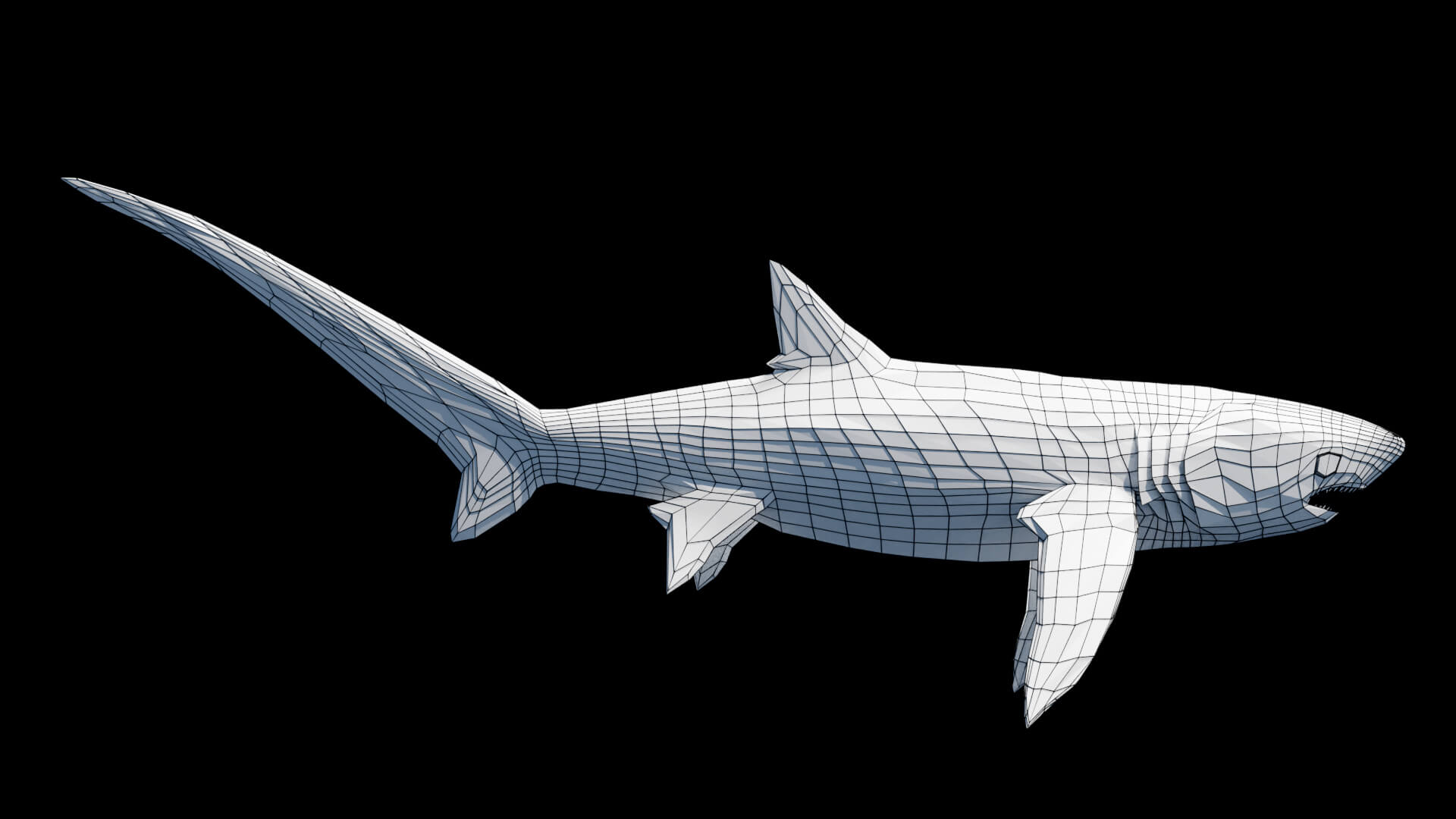 Animated Thresher Shark - Free 3D Model by Pig Scales Studio