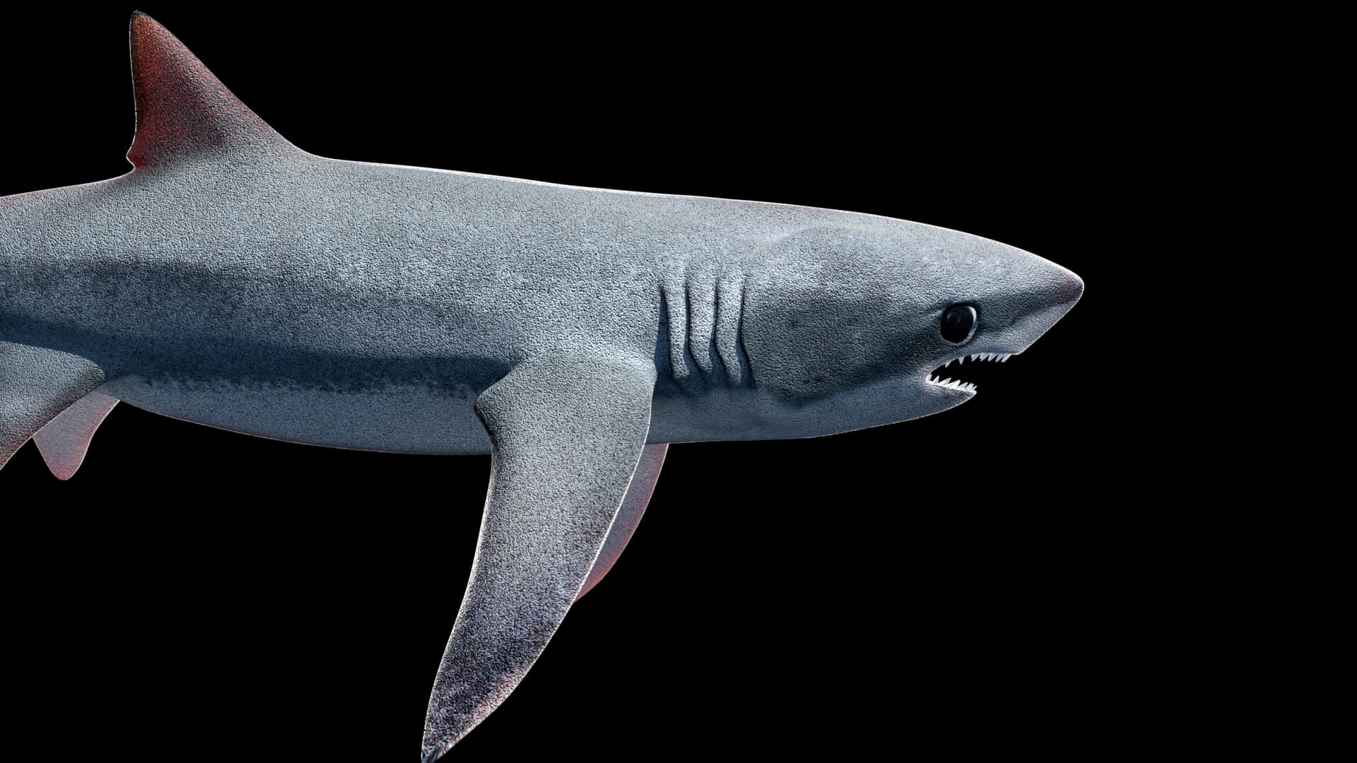 Animated Thresher Shark - Free 3D Model by Pig Scales Studio