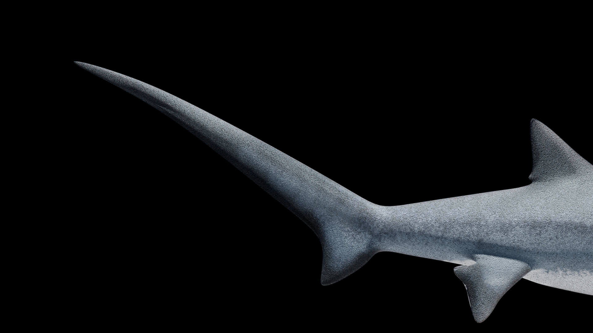 Animated Thresher Shark - Free 3D Model by Pig Scales Studio