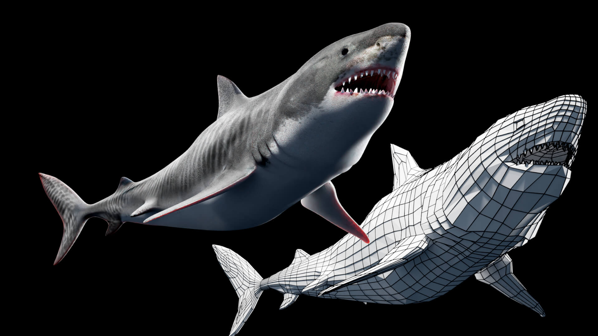 Animated Tiger Shark - 3D Model by Pig Scales Studio