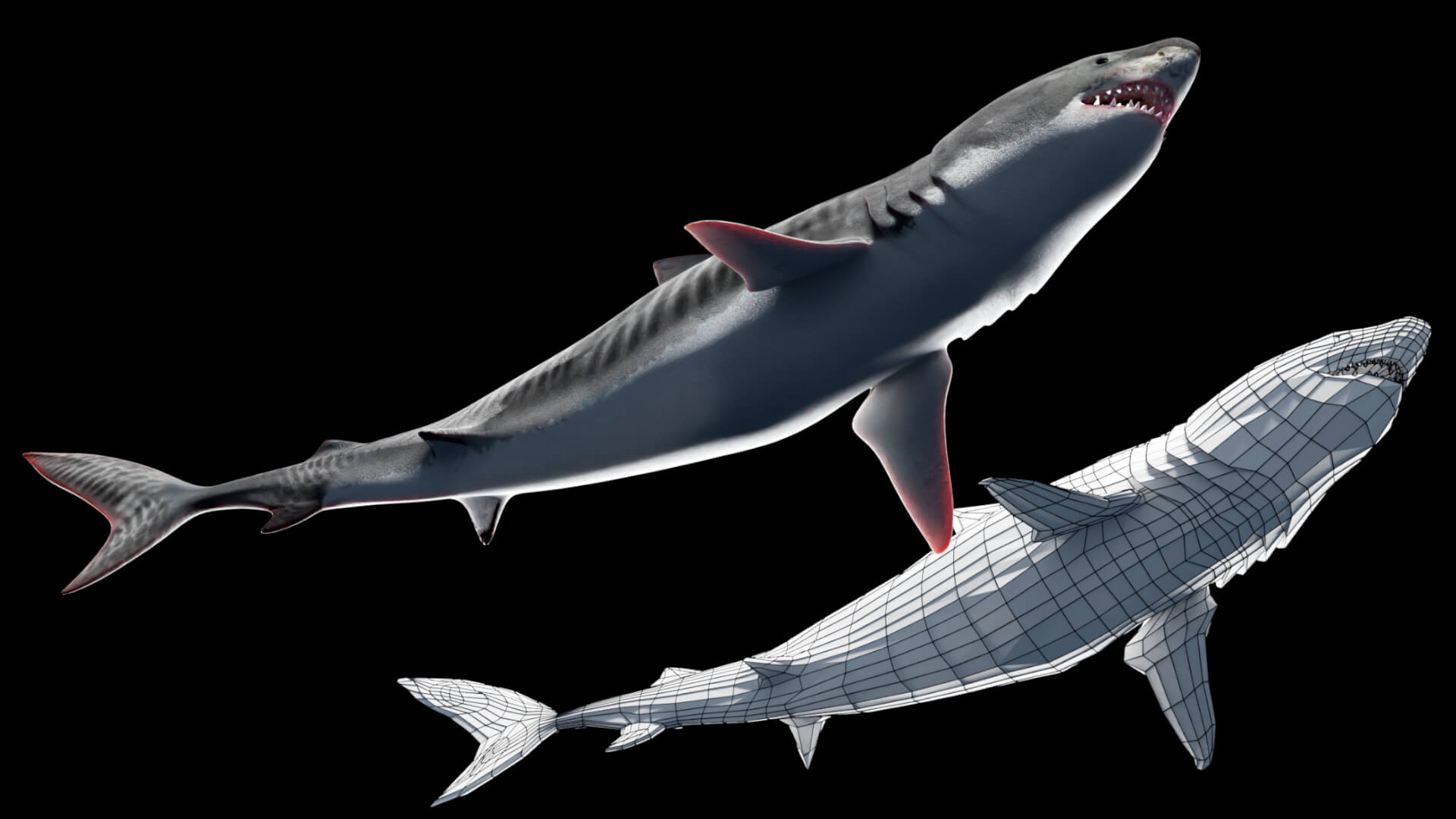 Animated Tiger Shark - 3D Model by Pig Scales Studio