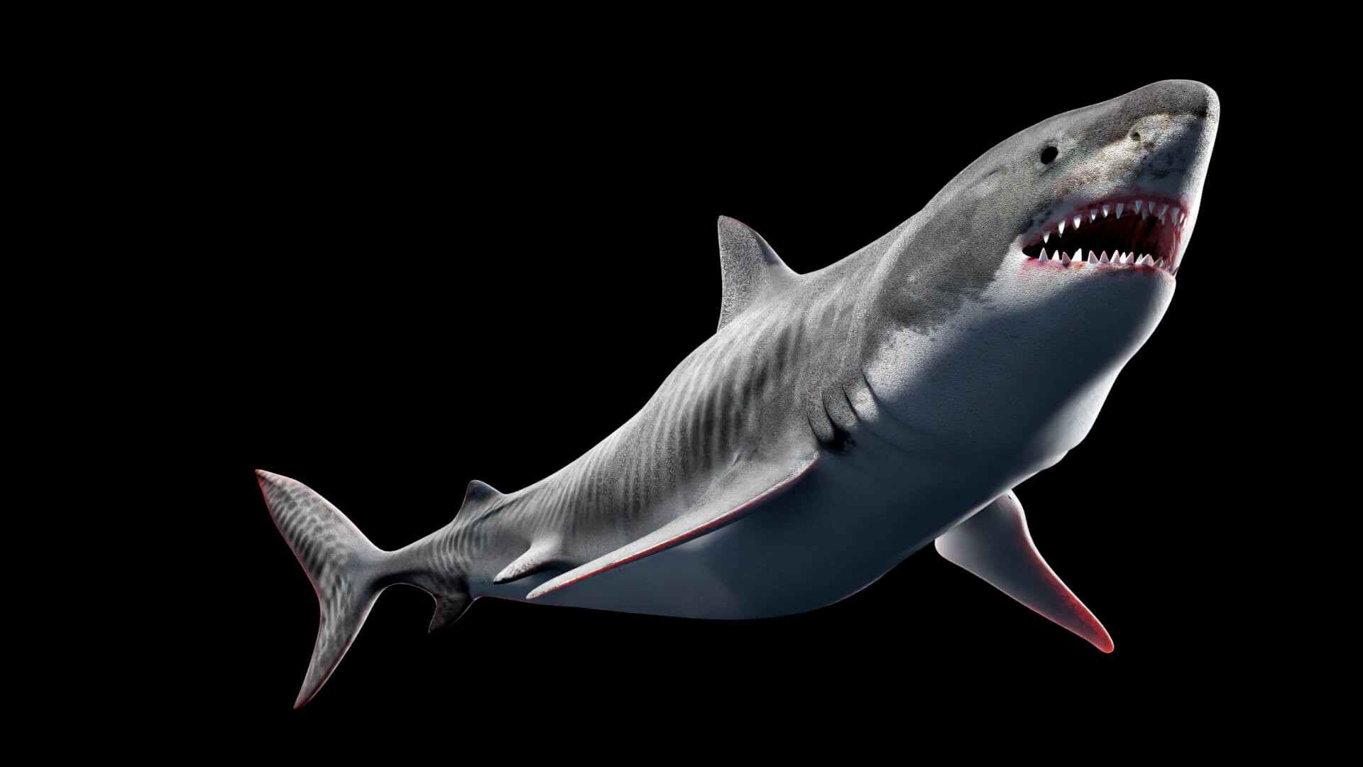 Animated Tiger Shark - 3D Model by Pig Scales Studio