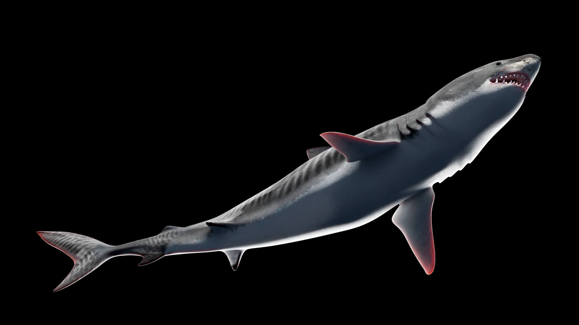 Animated Tiger Shark - 3D Model by Pig Scales Studio