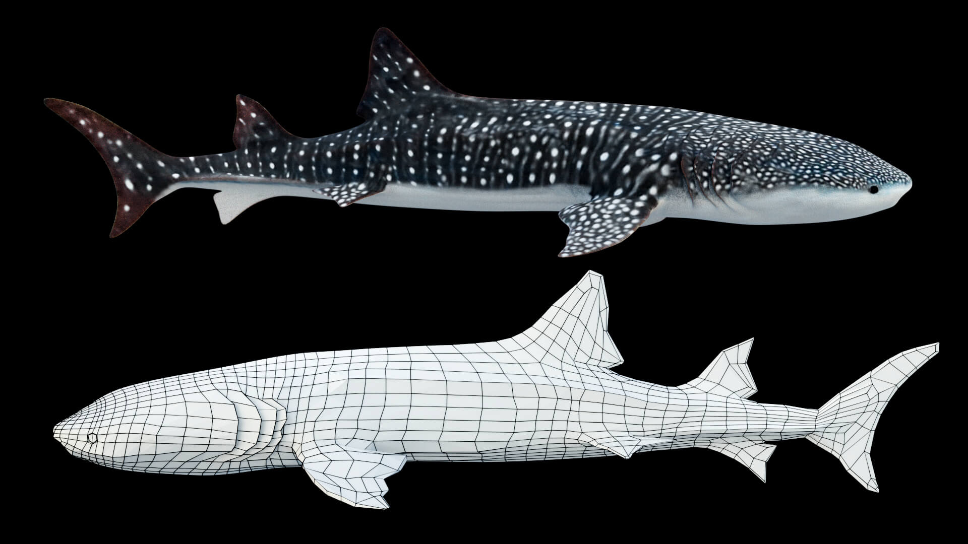 Animated Whale Shark - 3D Model by Pig Scales Studio