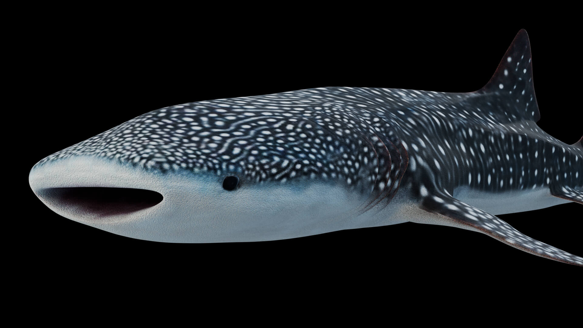 Animated Whale Shark - 3D Model by Pig Scales Studio