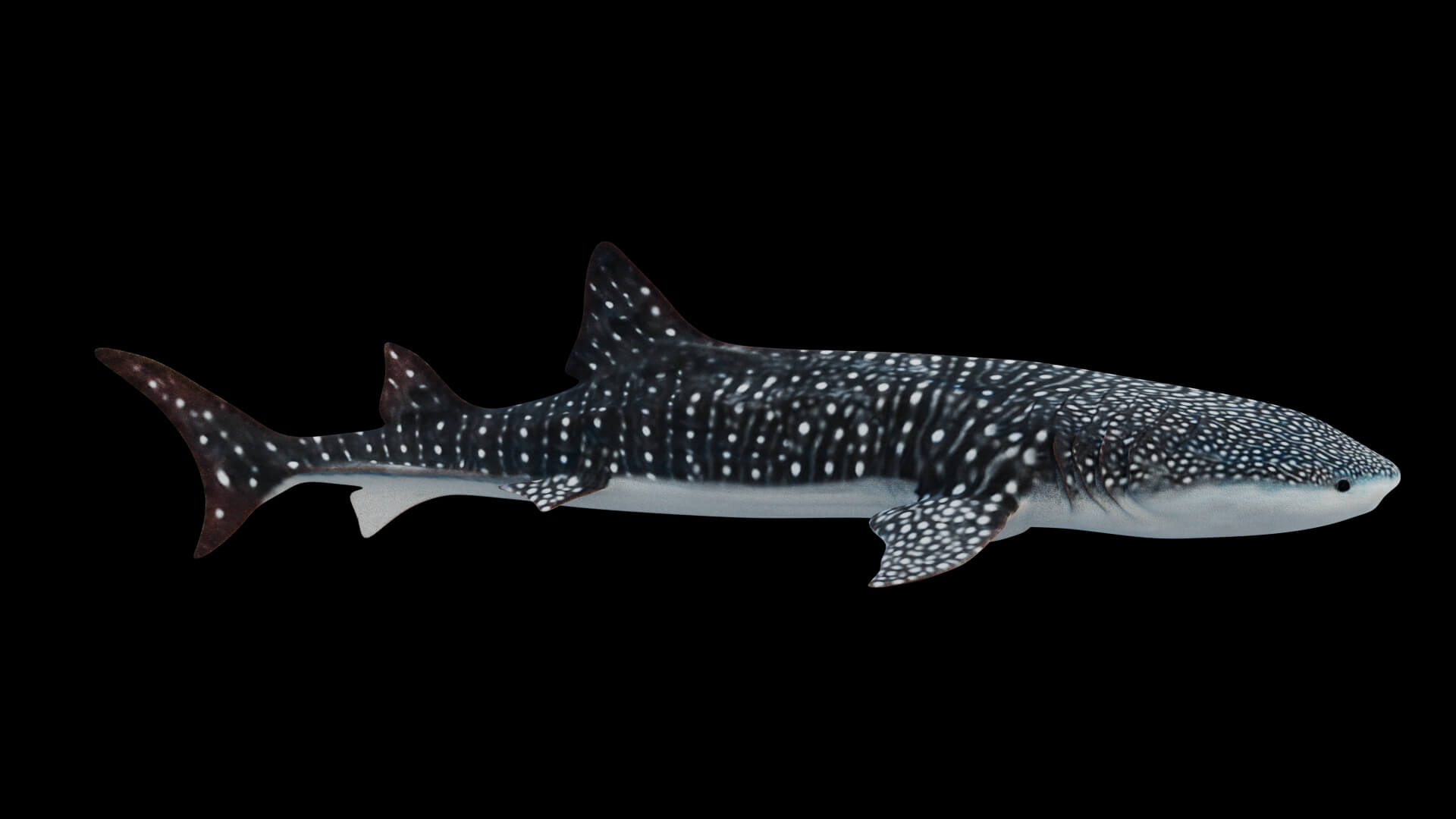 Animated Whale Shark - 3D Model by Pig Scales Studio