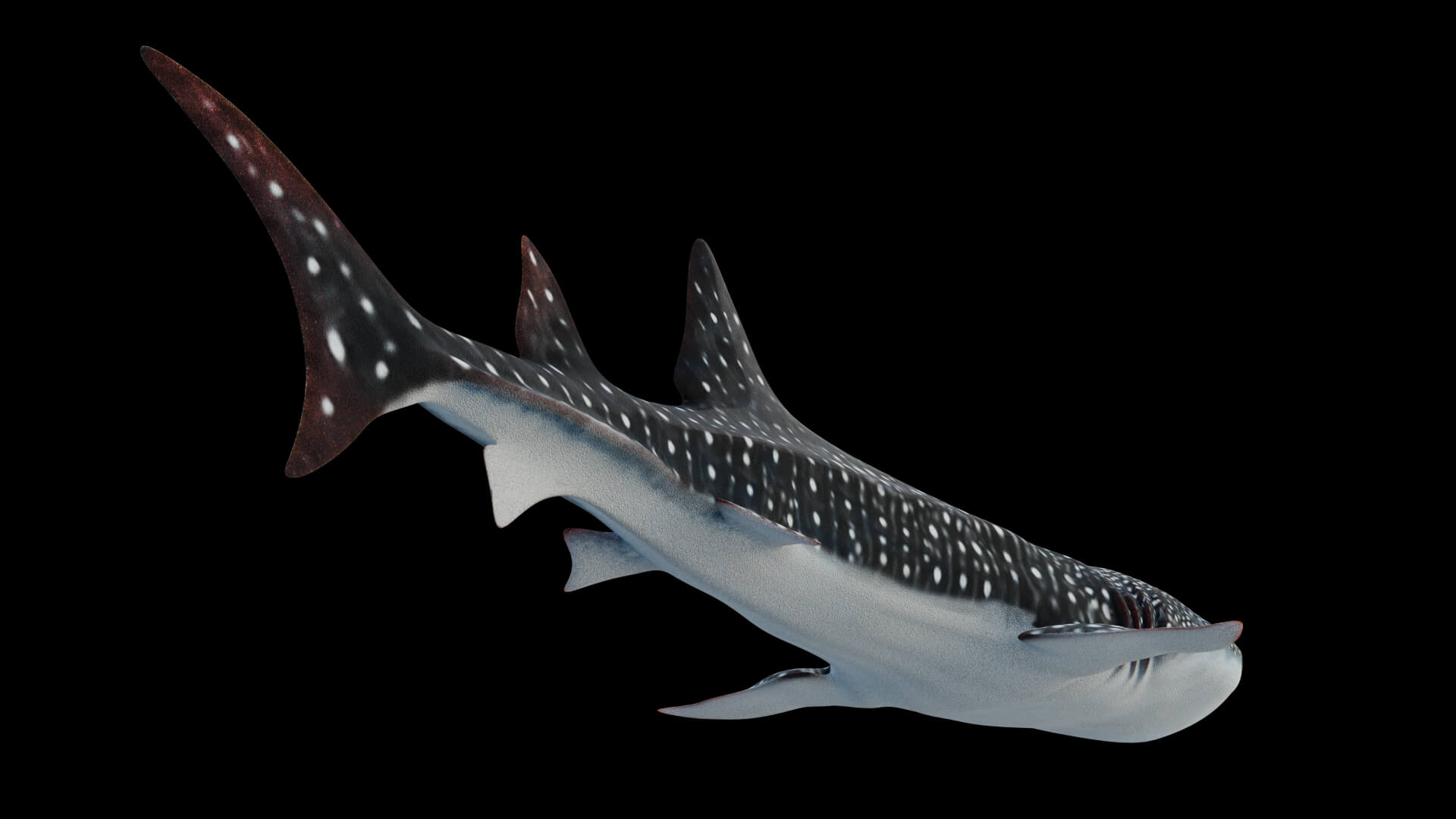 Animated Whale Shark - 3D Model by Pig Scales Studio