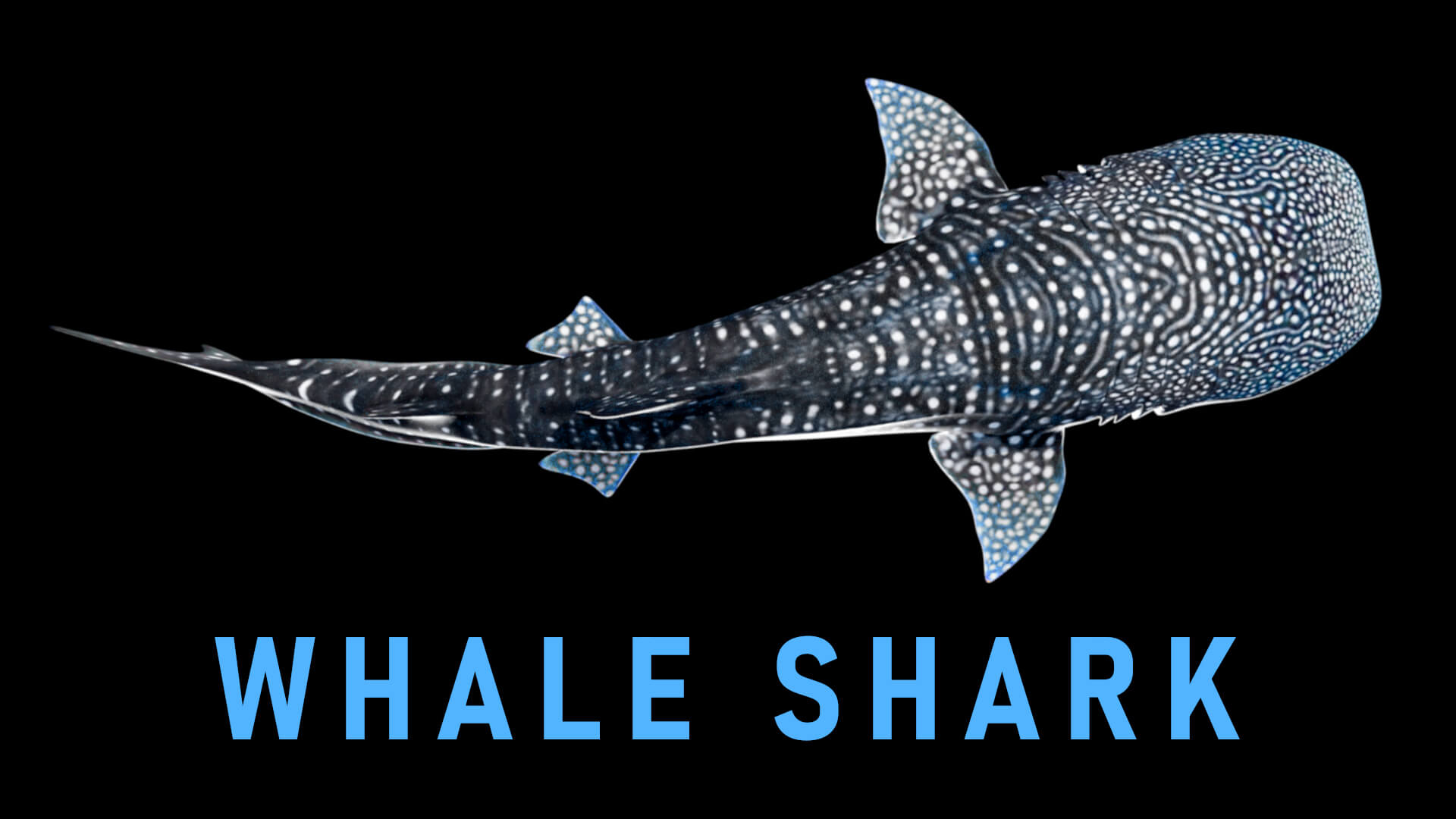 Animated Whale Shark - 3D Model by Pig Scales Studio
