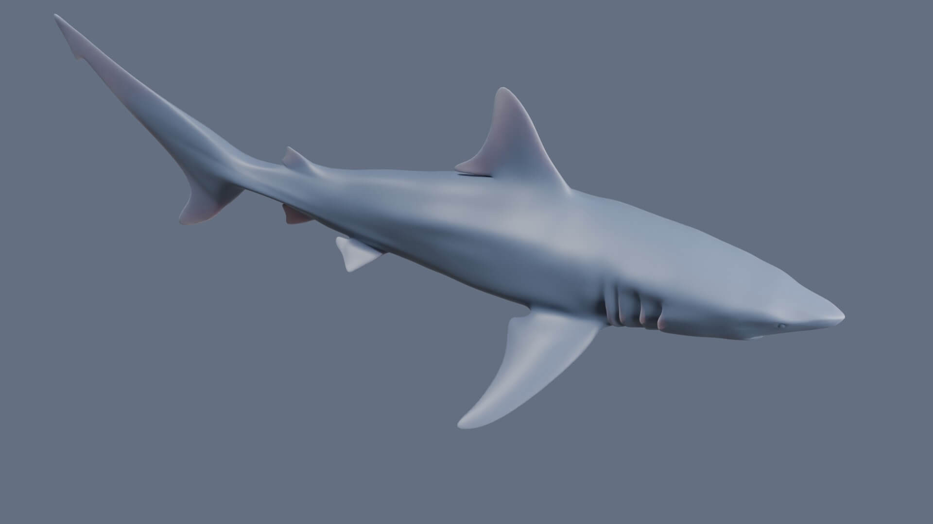 Blacktip Shark Figurine - Free 3D Print Model by Pig Scales Studio