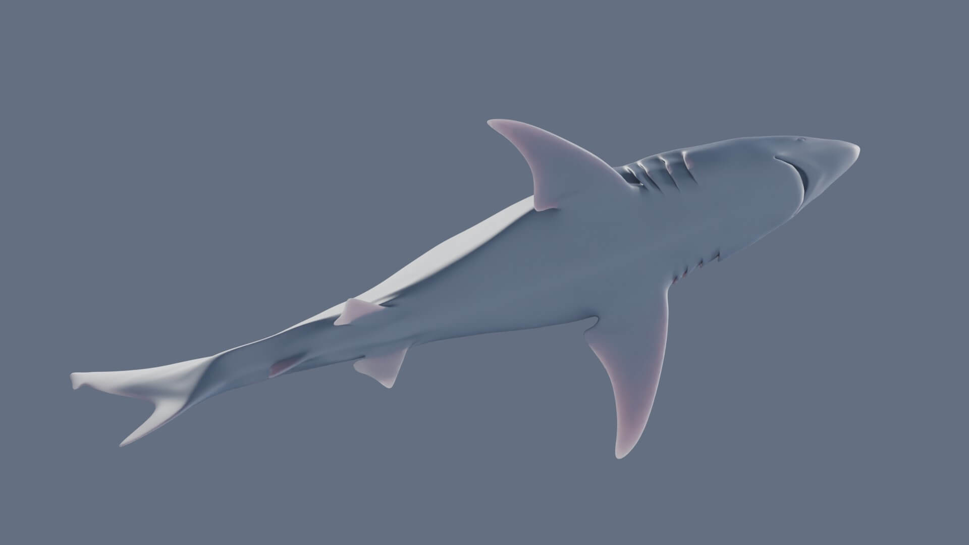 Blacktip Shark Figurine - Free 3D Print Model by Pig Scales Studio