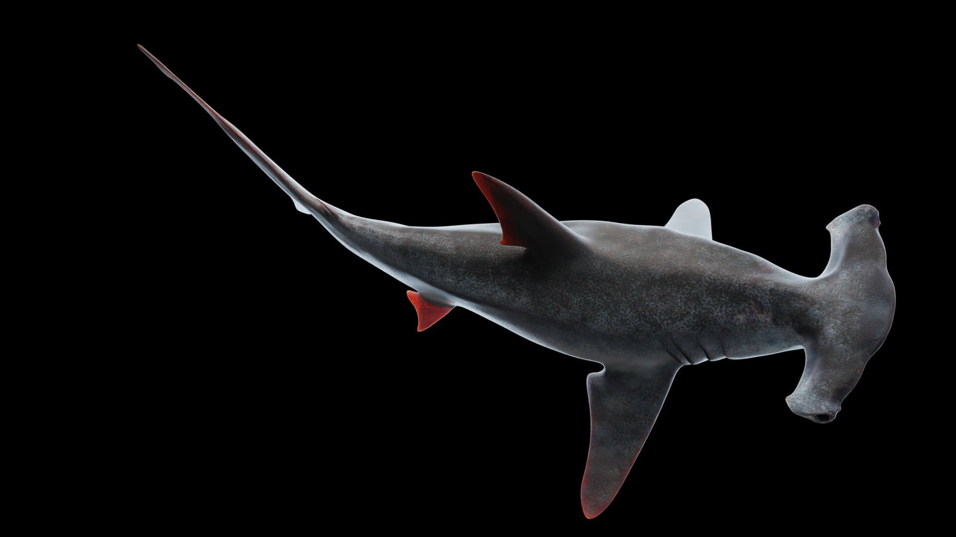 Hammerhead Shark - 3D Model by Pig Scales Studio