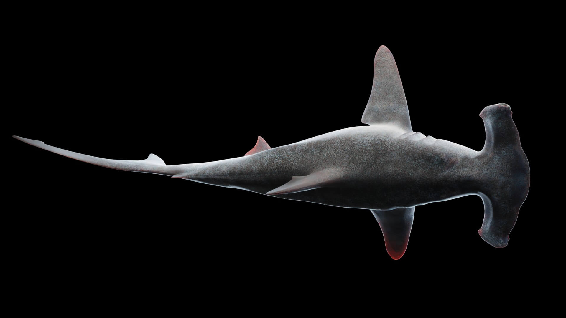 Hammerhead Shark - 3D Model by Pig Scales Studio