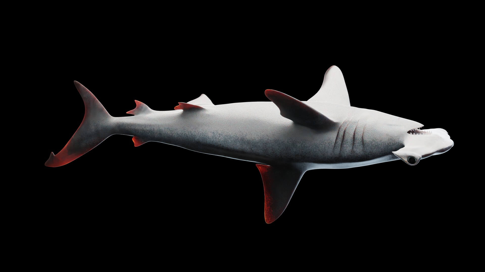 Hammerhead Shark - 3D Model by Pig Scales Studio