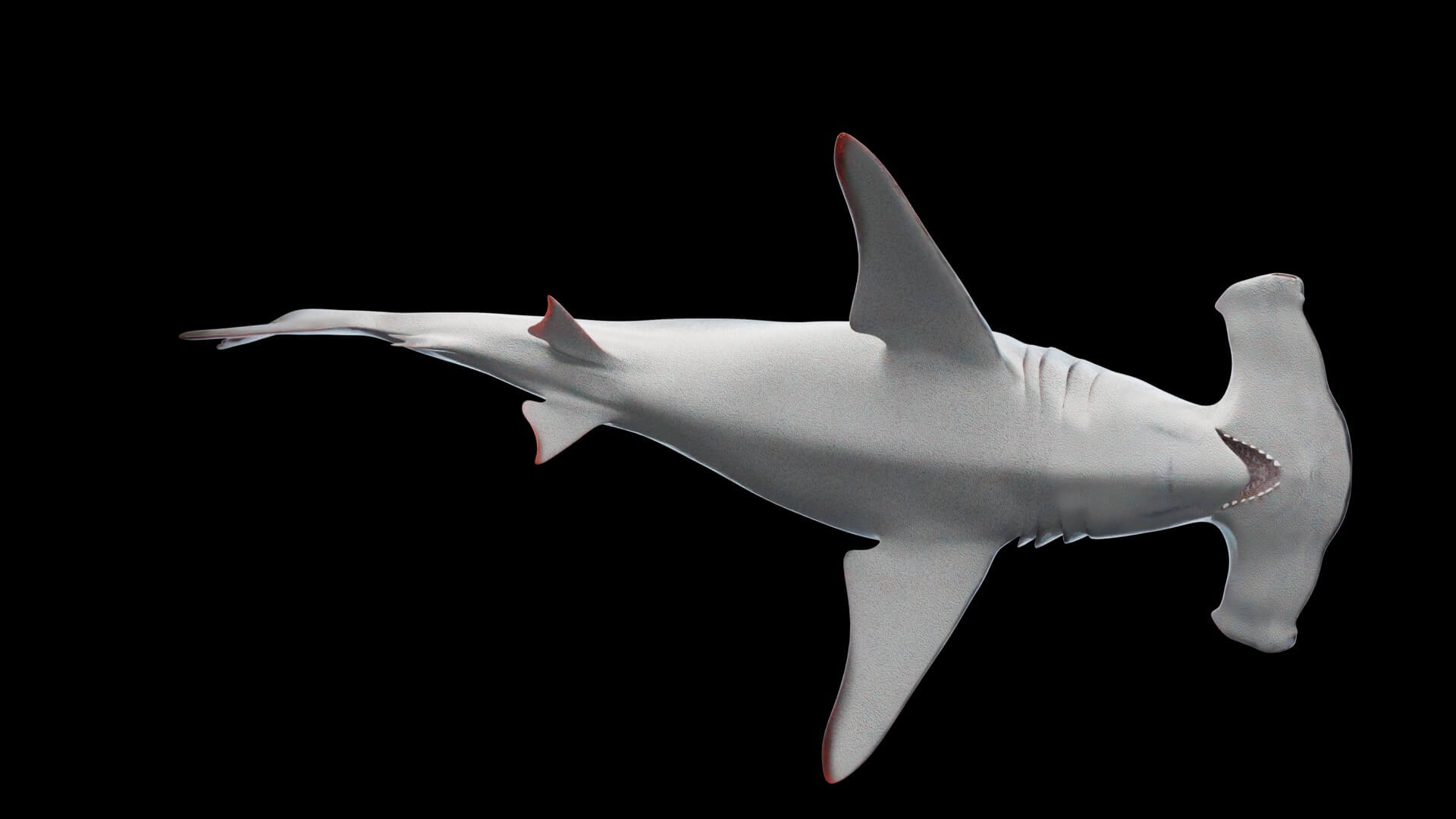Hammerhead Shark - 3D Model by Pig Scales Studio