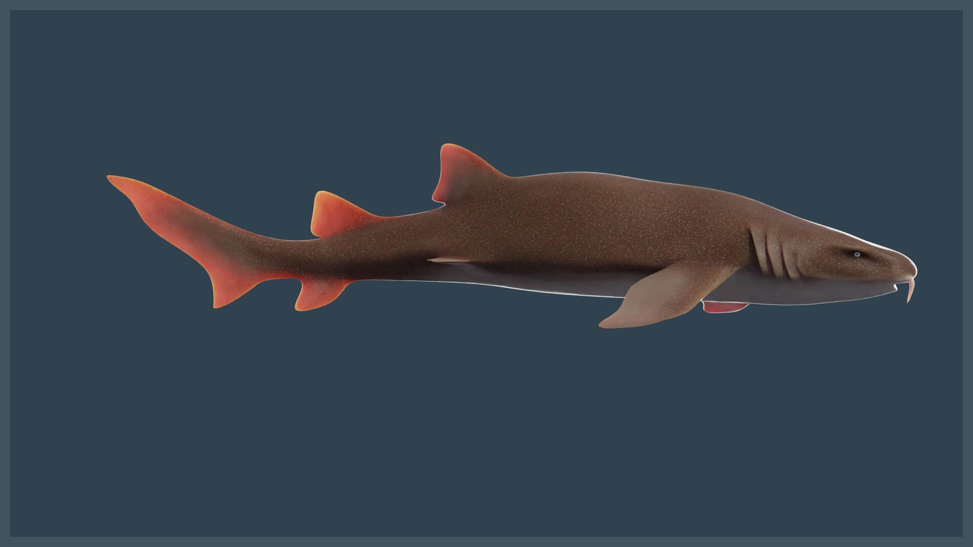 Animated Nurse Shark - 3D Model by Pig Scales Studio