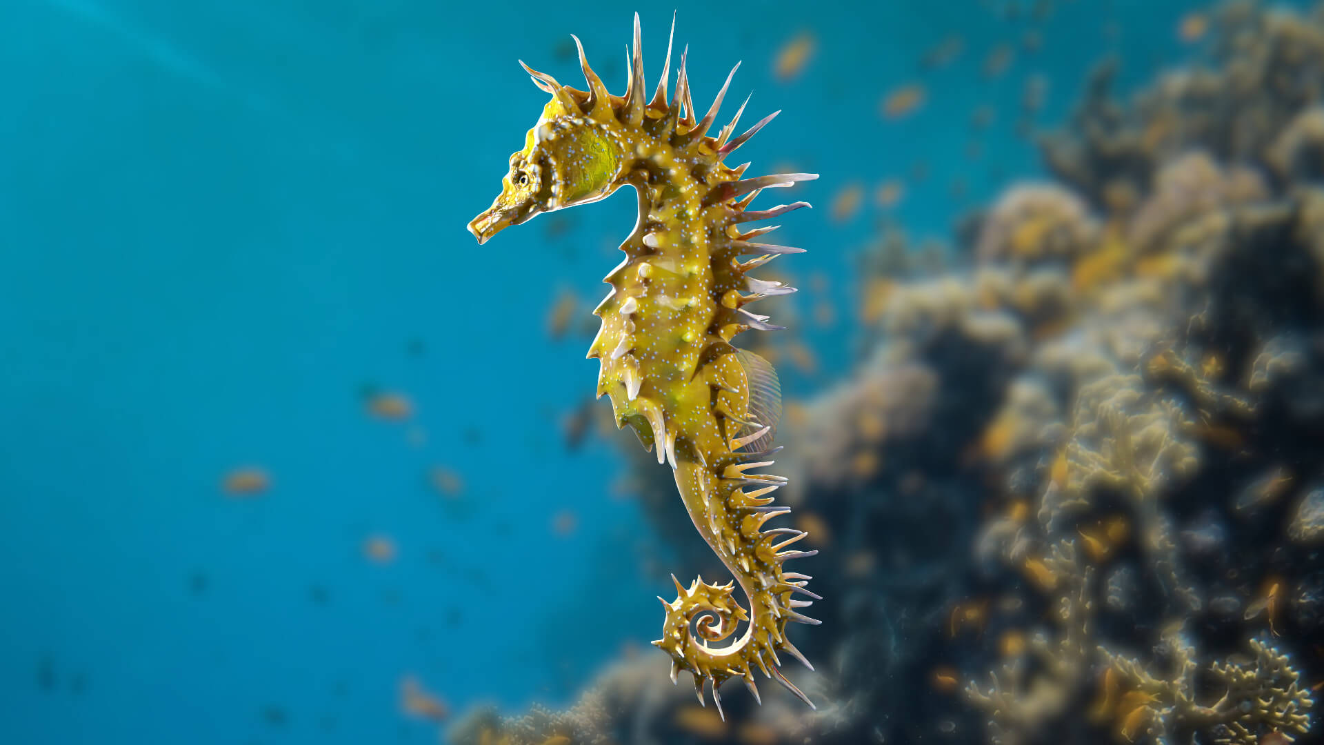 Low Poly Seahorse Pack - 3D Model by Pig Scales Studio
