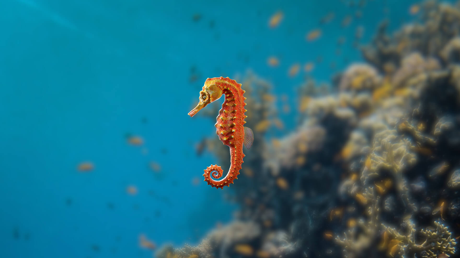 Low Poly Seahorse Pack - 3D Model by Pig Scales Studio