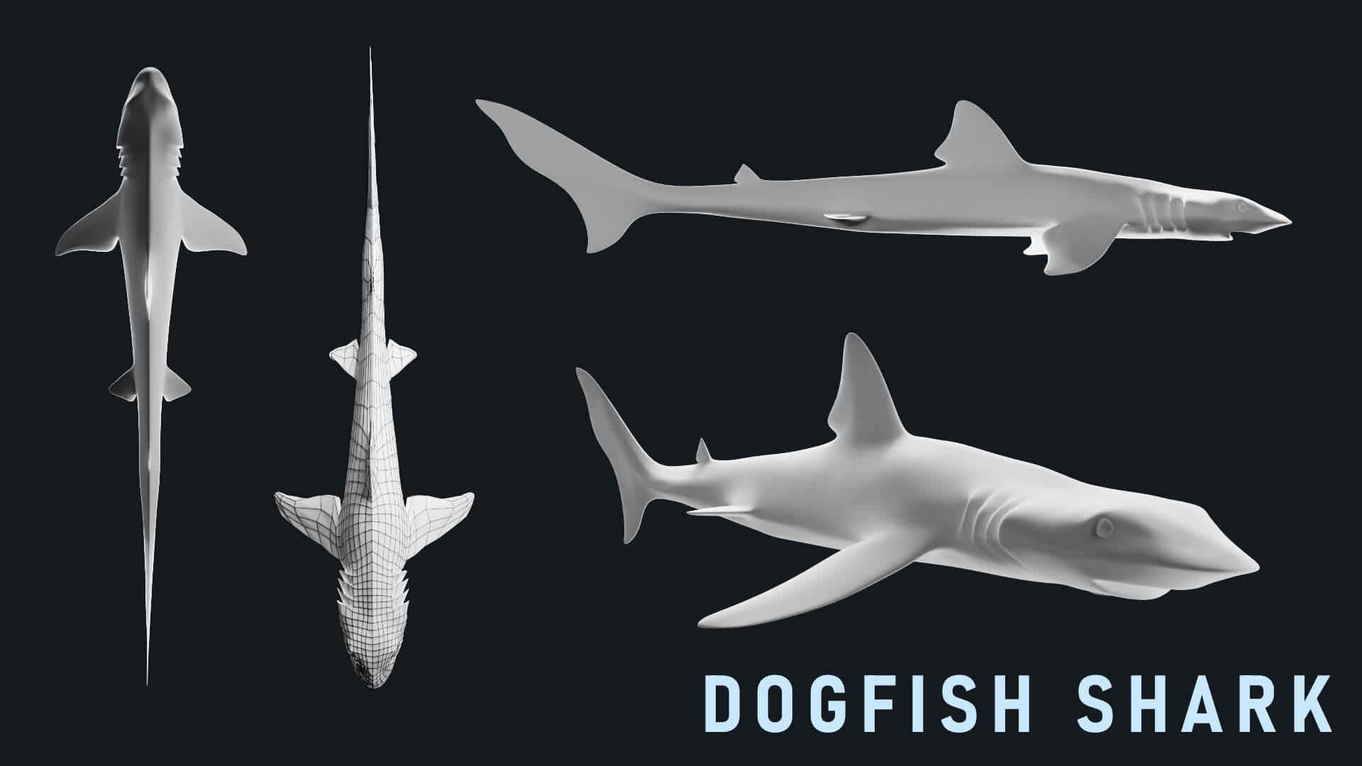 Shark Base Mesh Pack - 3D Model by Pig Scales Studio
