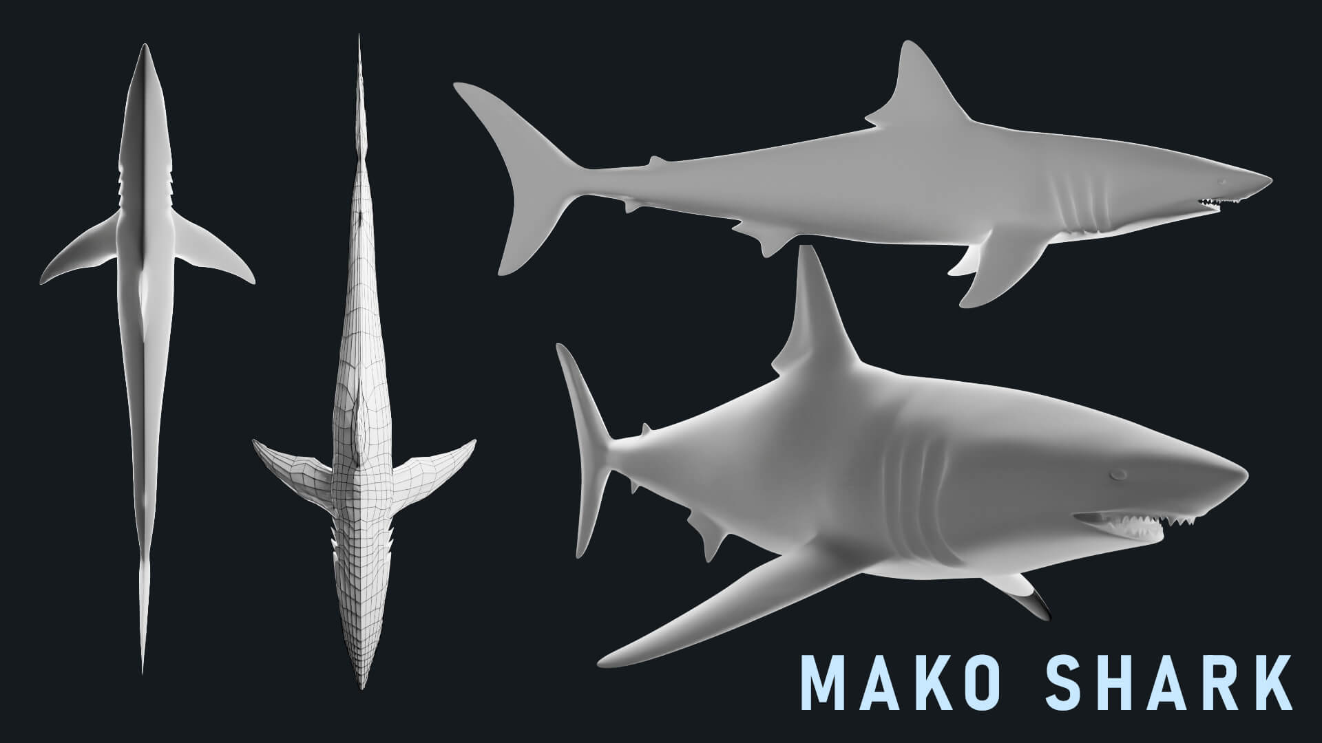 Shark Base Mesh Pack - 3D Model by Pig Scales Studio