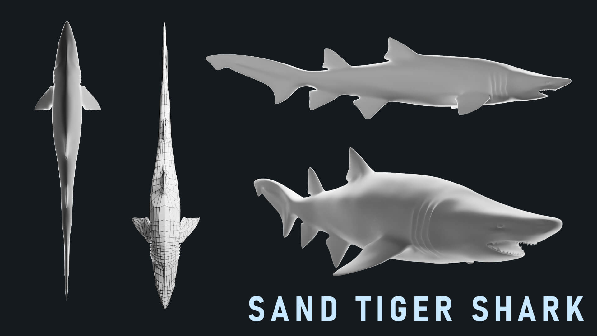 Shark Base Mesh Pack - 3D Model by Pig Scales Studio