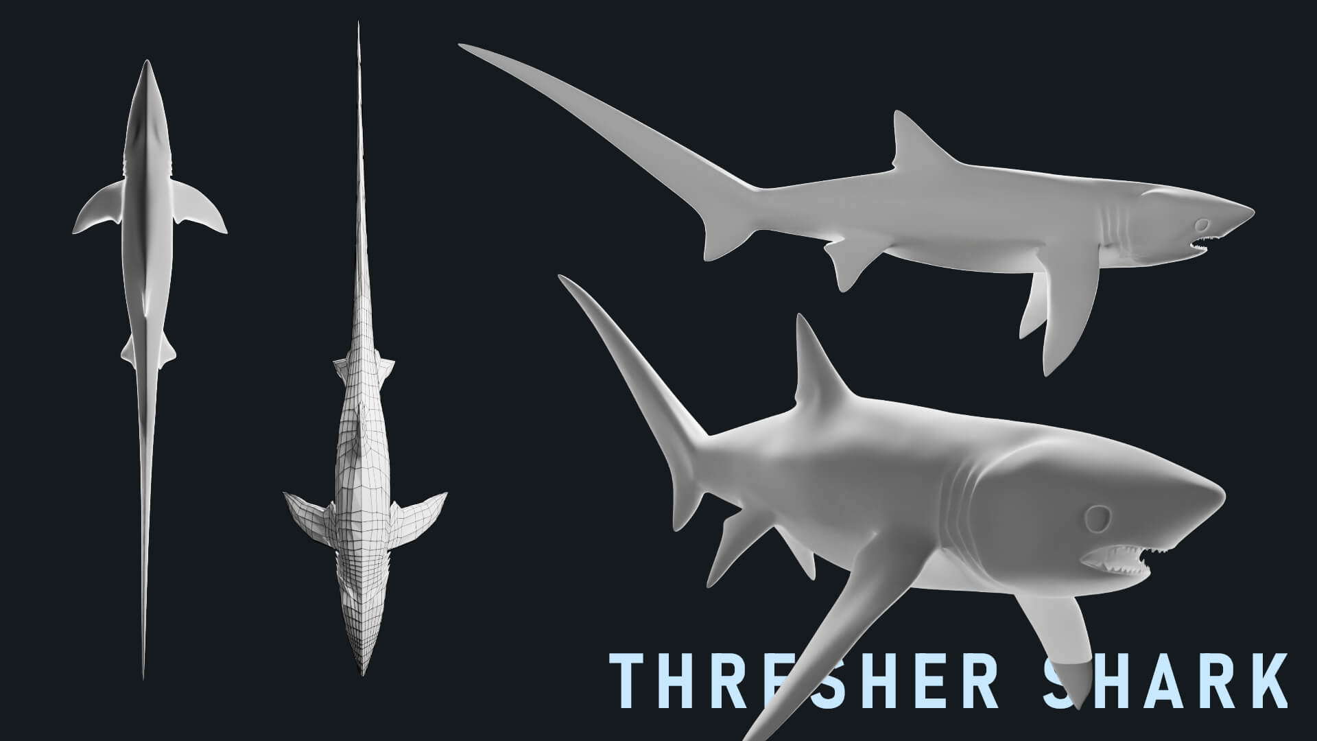 Shark Base Mesh Pack - 3D Model by Pig Scales Studio