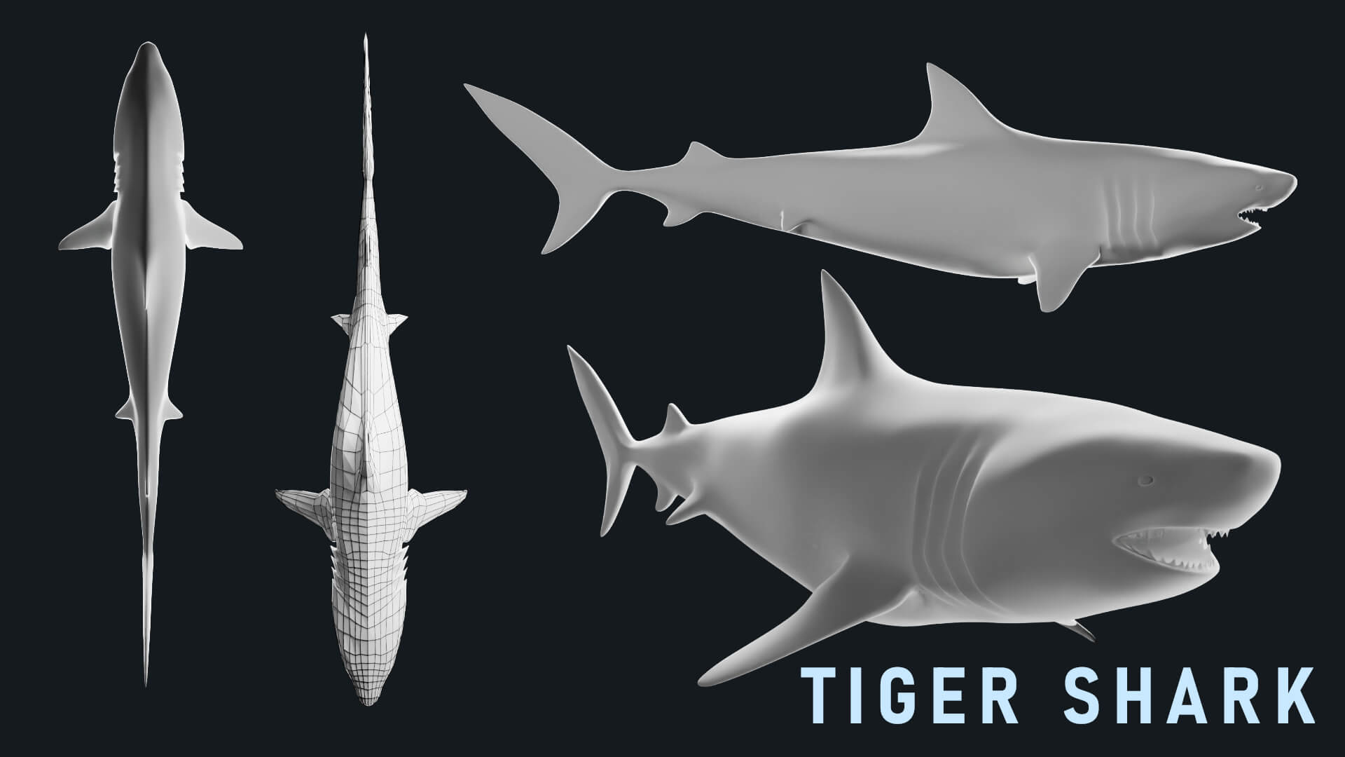 Shark Base Mesh Pack - 3D Model by Pig Scales Studio