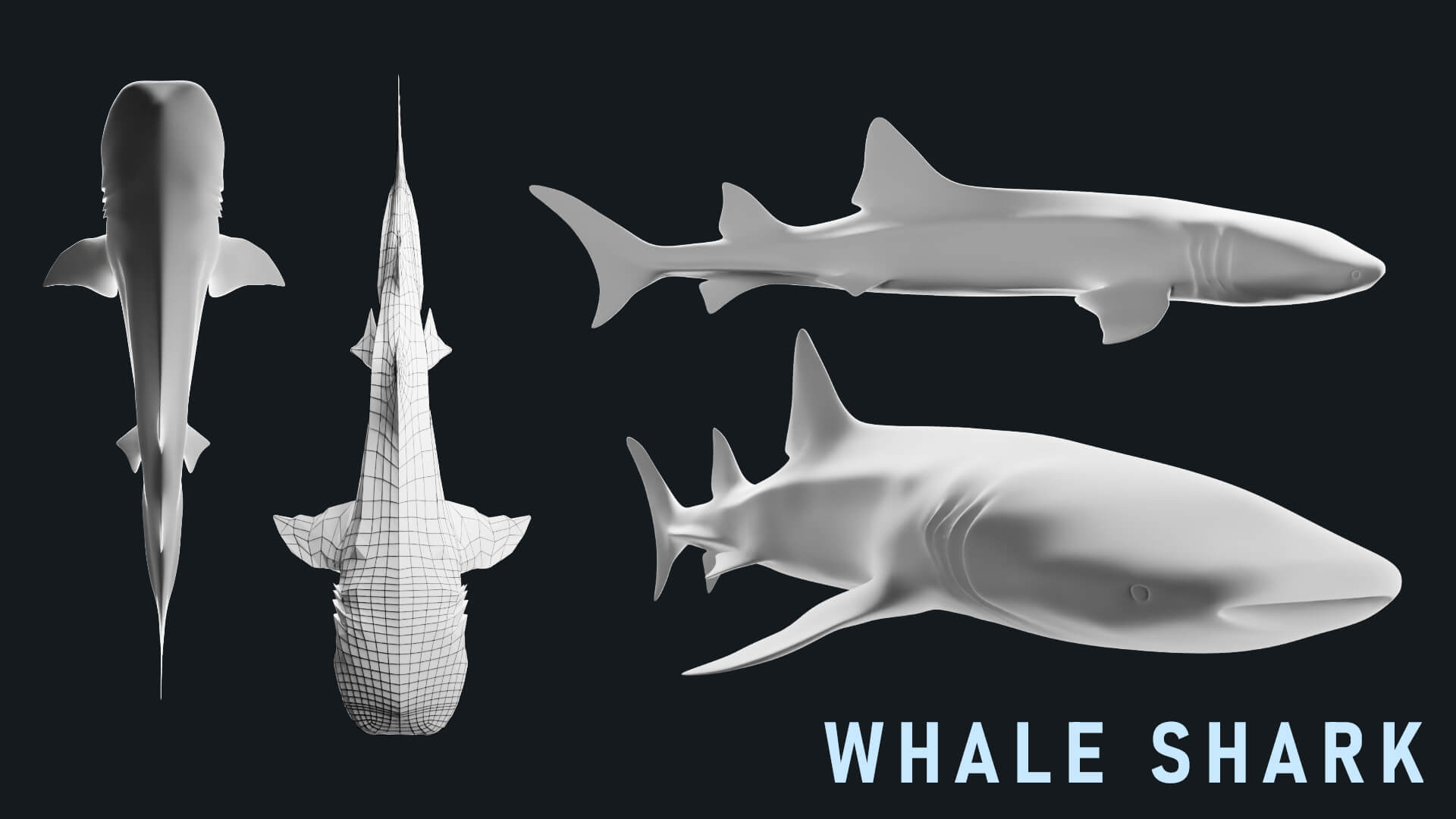 Shark Base Mesh Pack - 3D Model by Pig Scales Studio