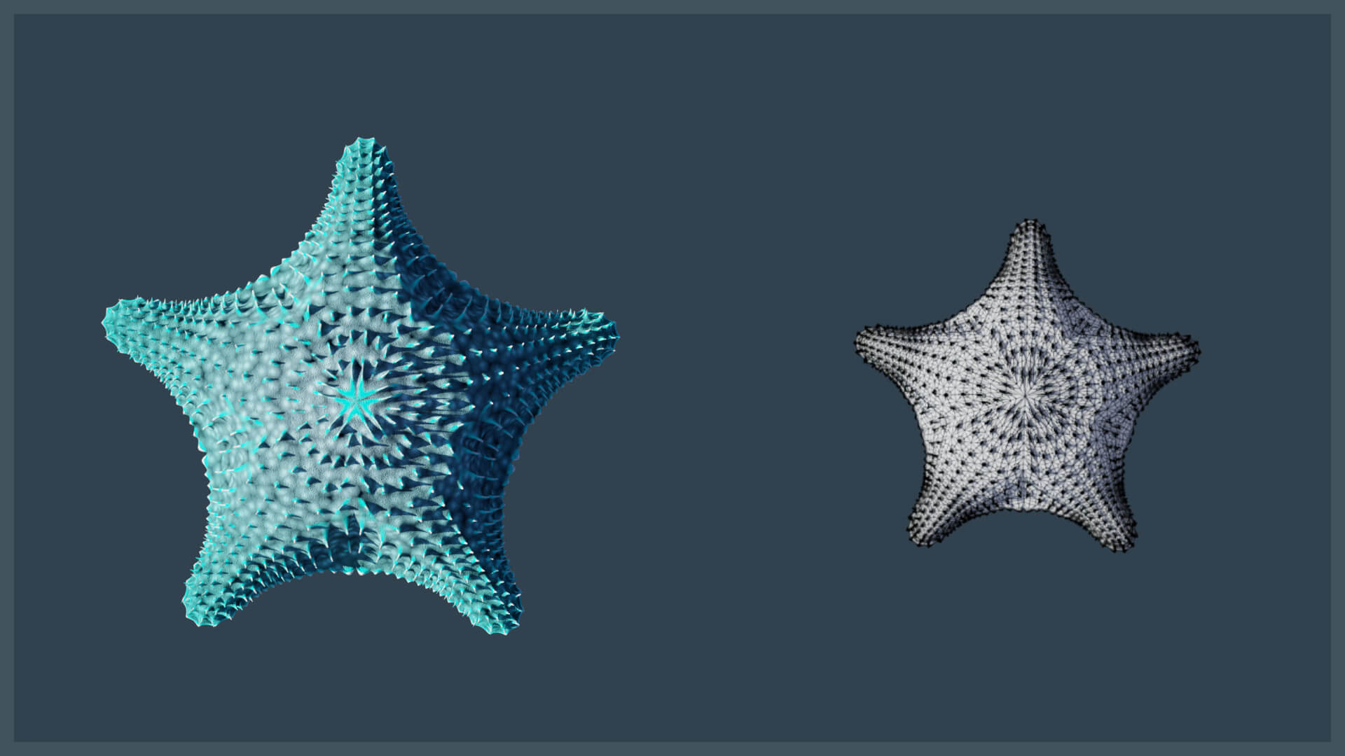 Starfish Pack - 3D Model by Pig Scales Studio