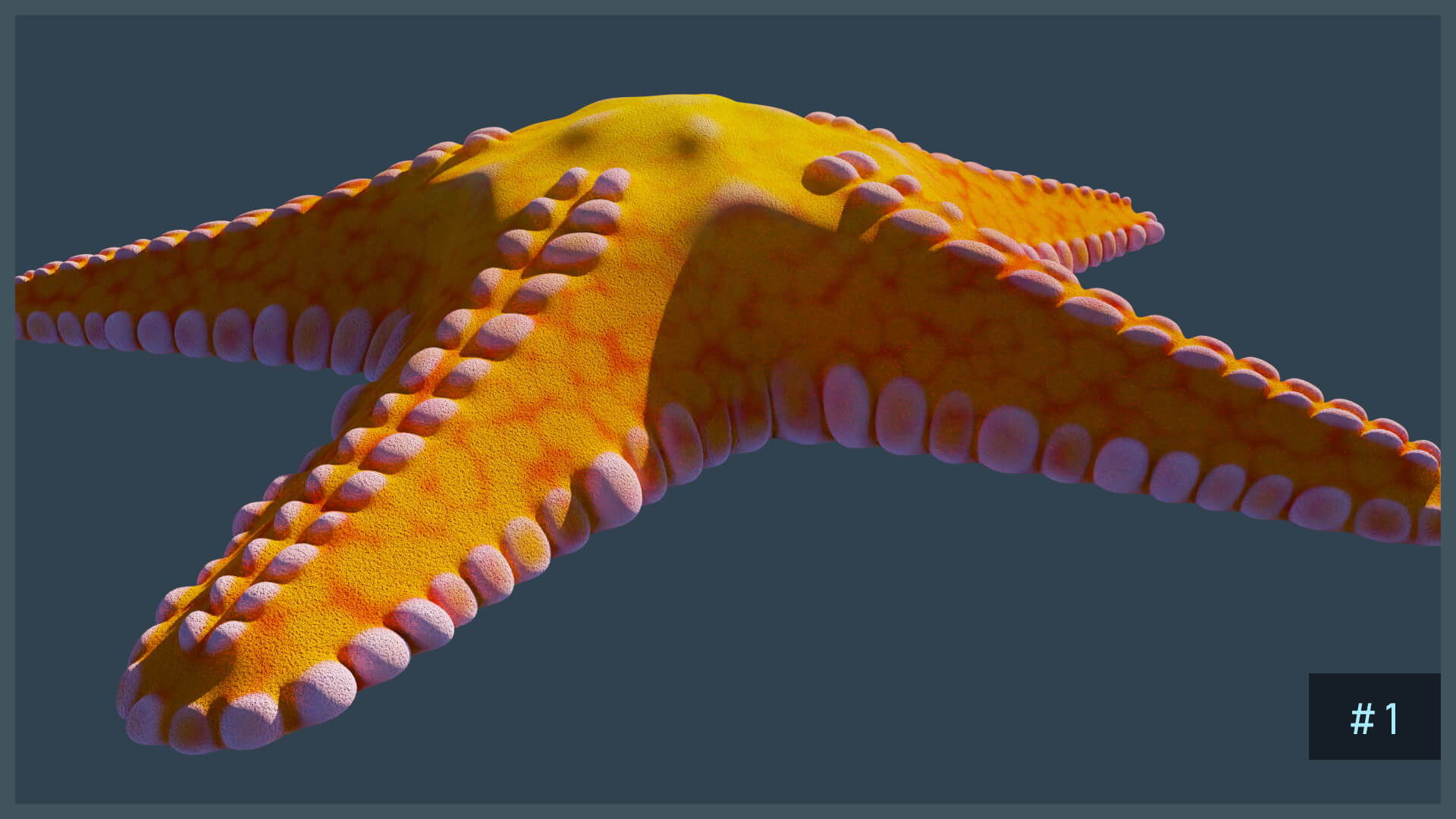 Starfish Pack - 3D Model by Pig Scales Studio