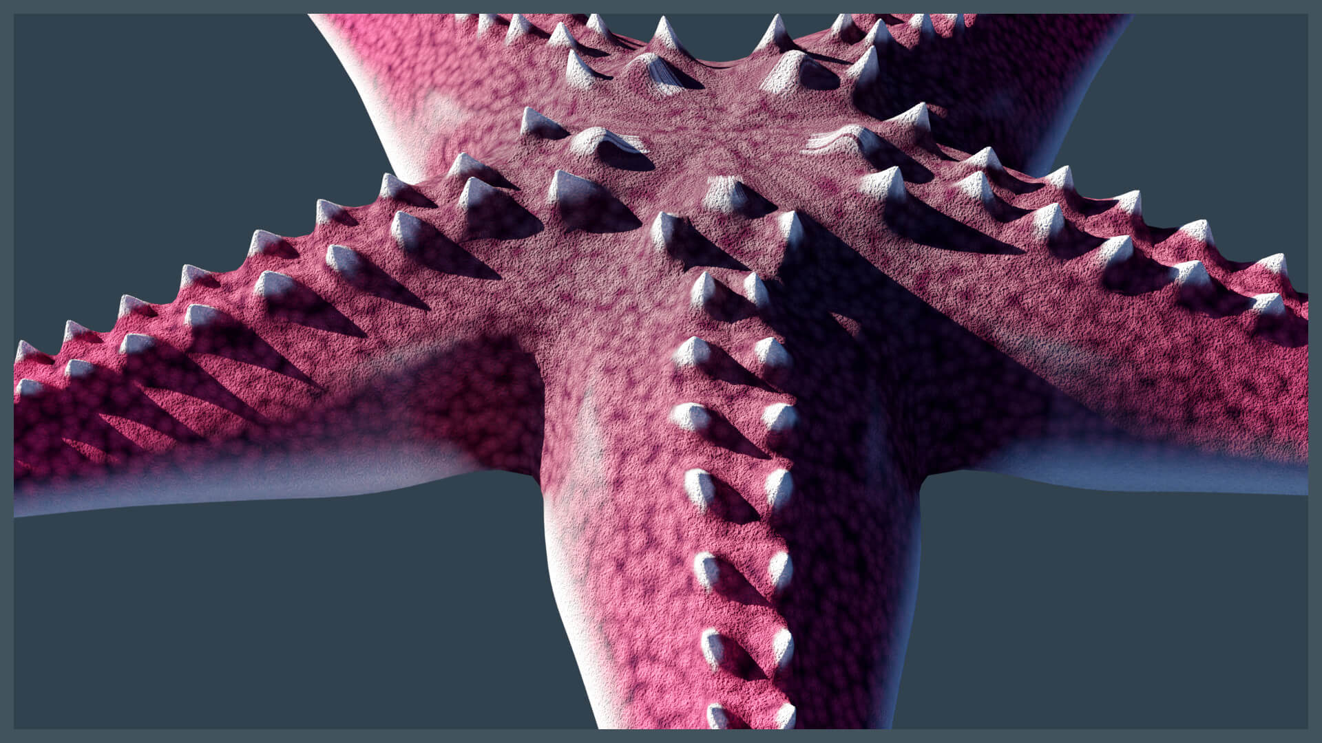 Starfish Pack - 3D Model by Pig Scales Studio
