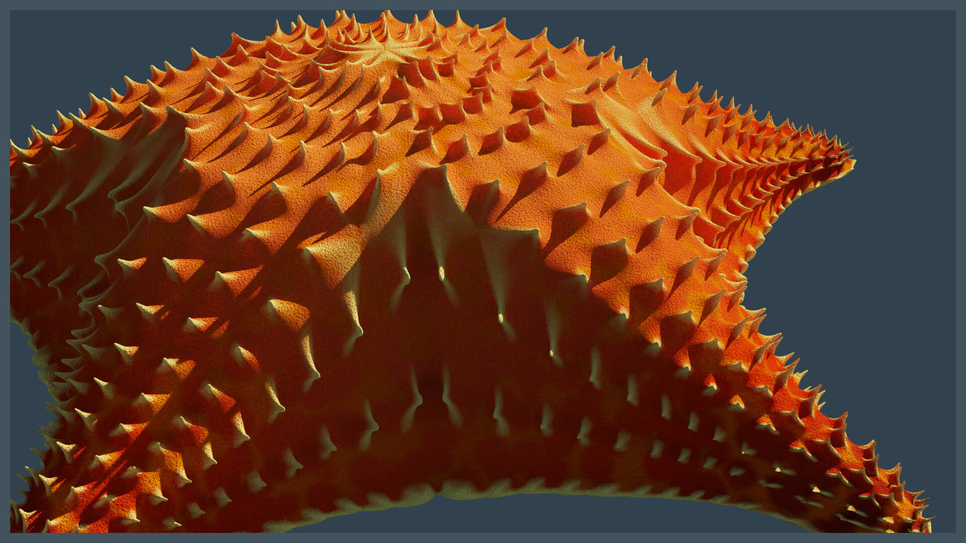 Starfish Pack - 3D Model by Pig Scales Studio