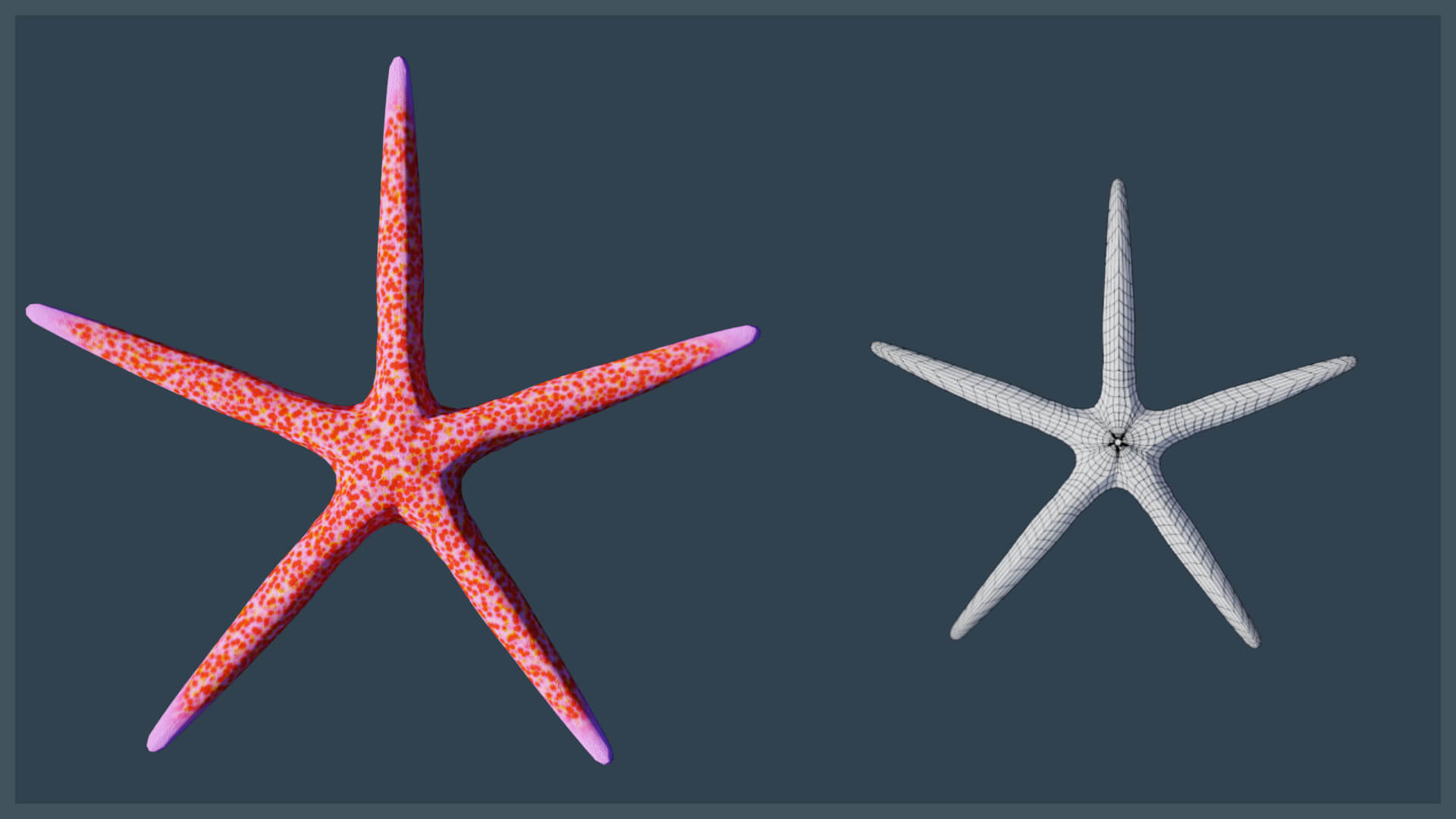 Starfish Pack - 3D Model by Pig Scales Studio