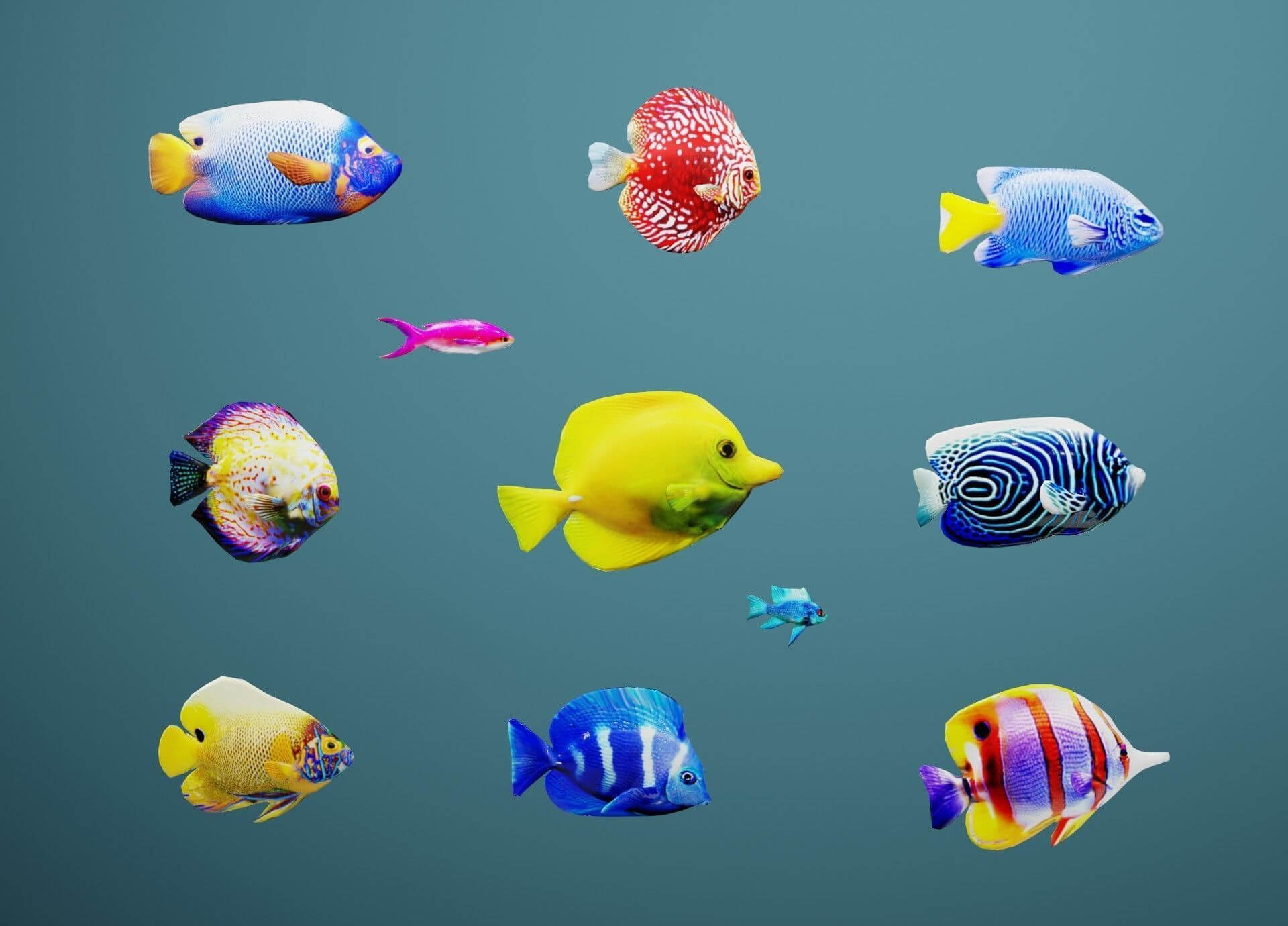 Tropical Fish Collection - 3D Model by Pig Scales Studio