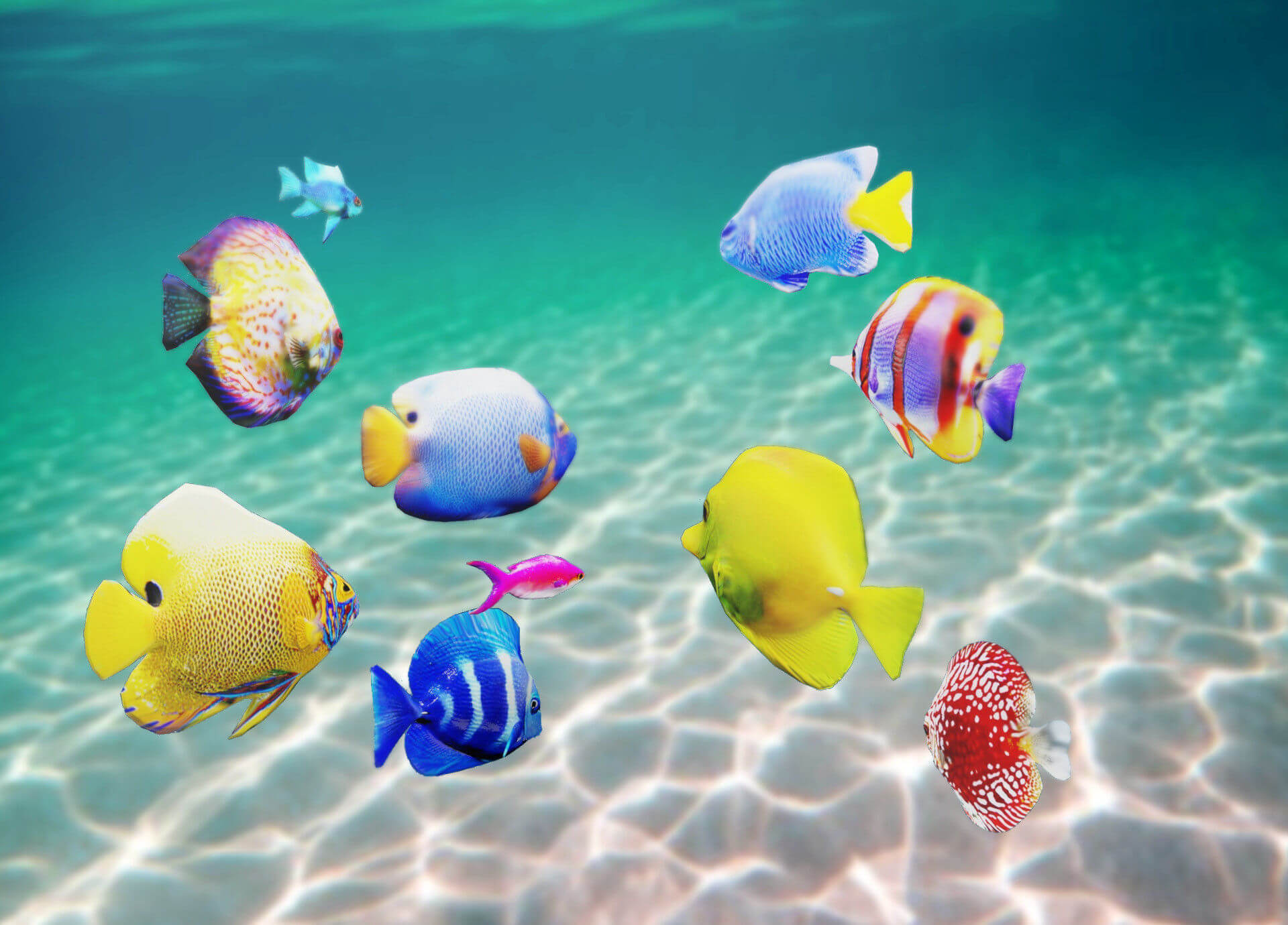 Tropical Fish Collection - 3D Model by Pig Scales Studio