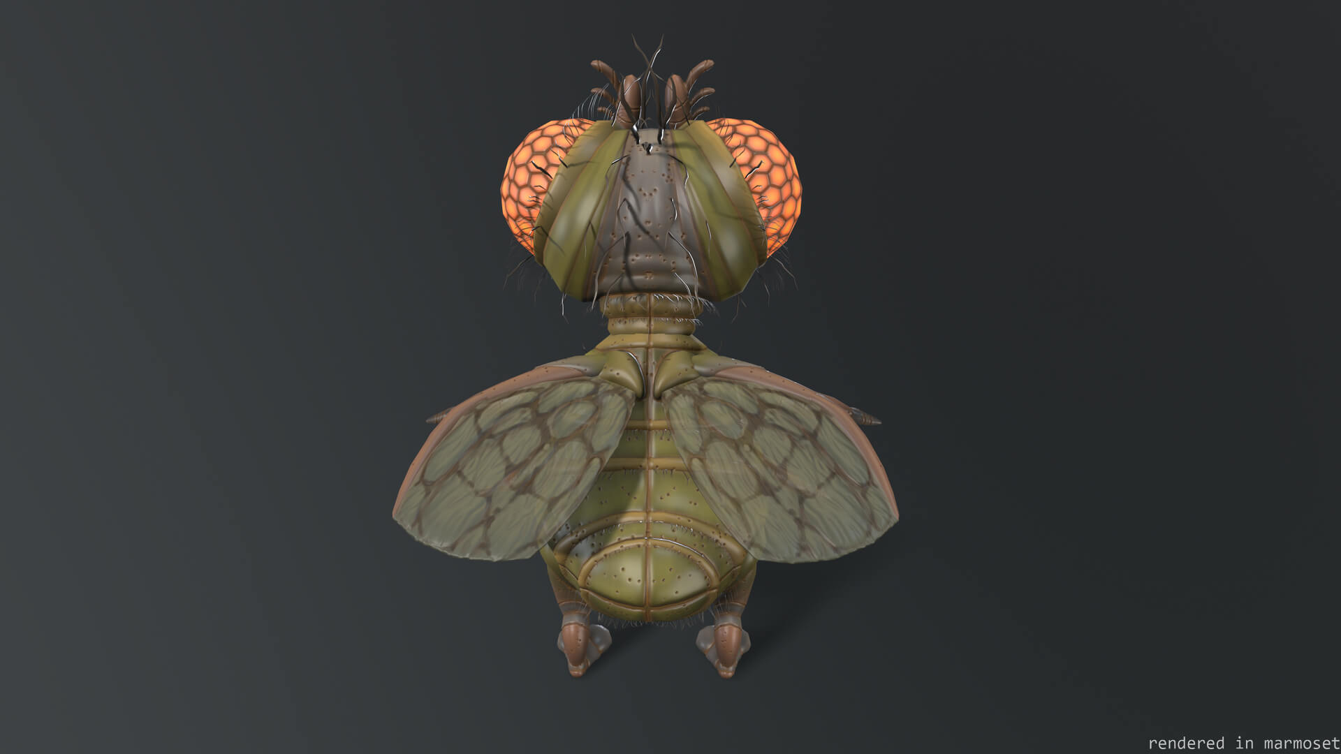 Flying Cartoon Fly - 3D Model by pink_penguin