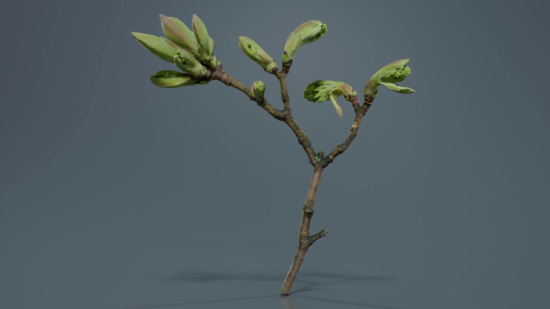 Acer Opalus Mill Italian Maple Sapindaceae Sprout - 3D Model by ...